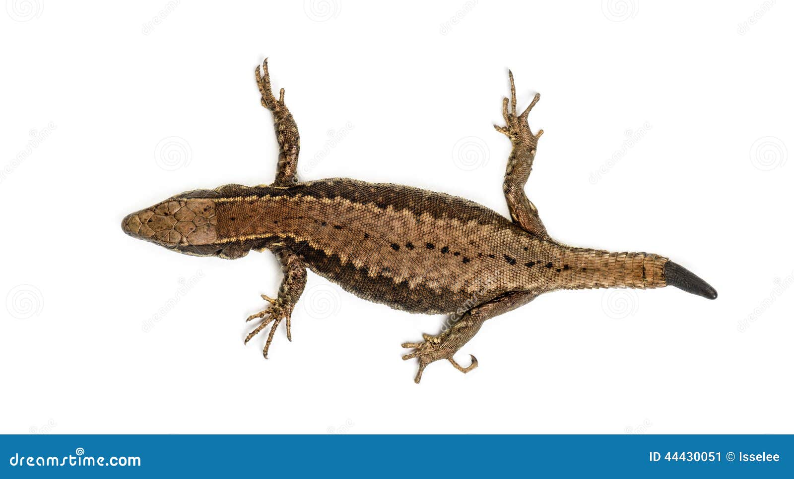 Top View of a Wall Lizard with Its Tail Cut Stock Image - Image of wild ...