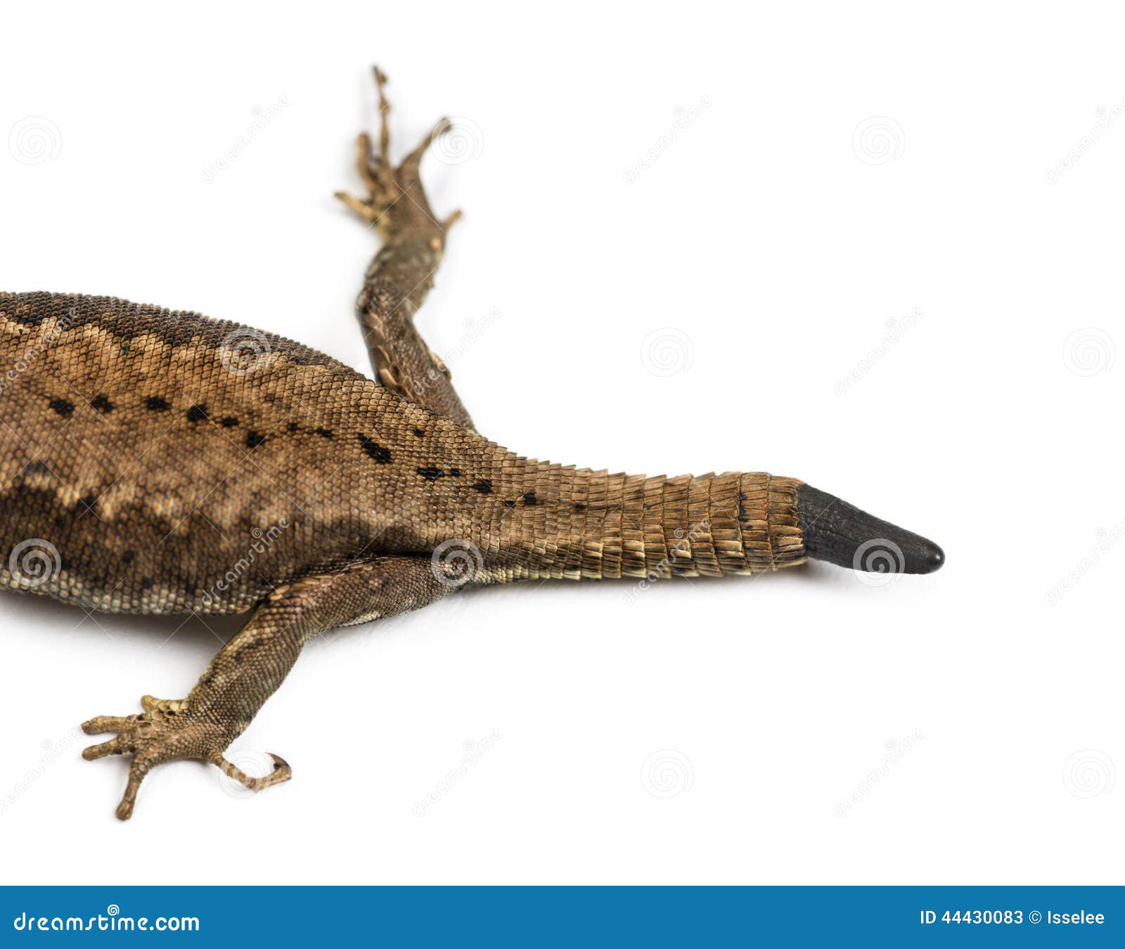Top View of a Wall Lizard with Its Tail Cut Stock Image - Image of ...