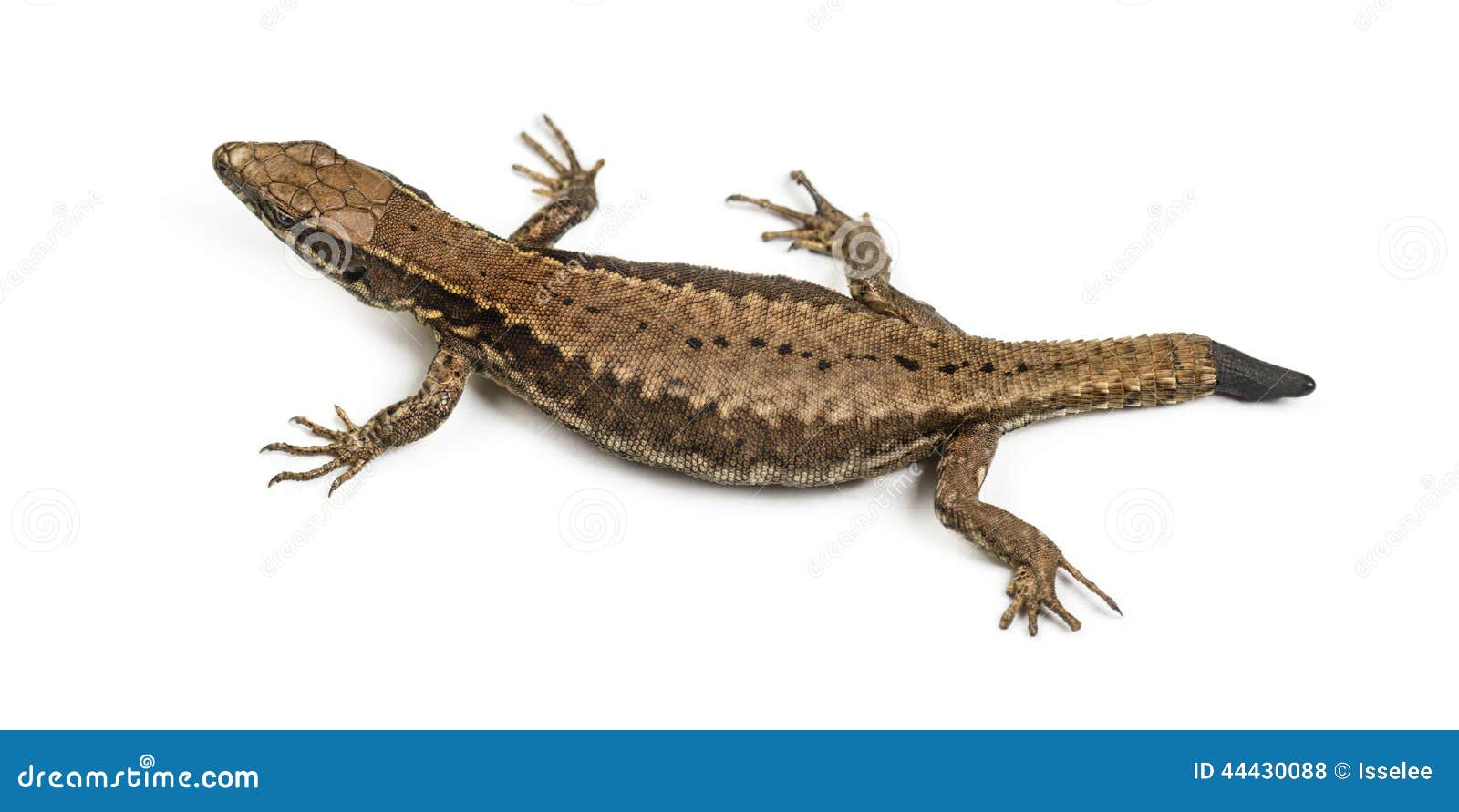 Top View of a Wall Lizard with Its Tail Cut Stock Photo - Image of ...