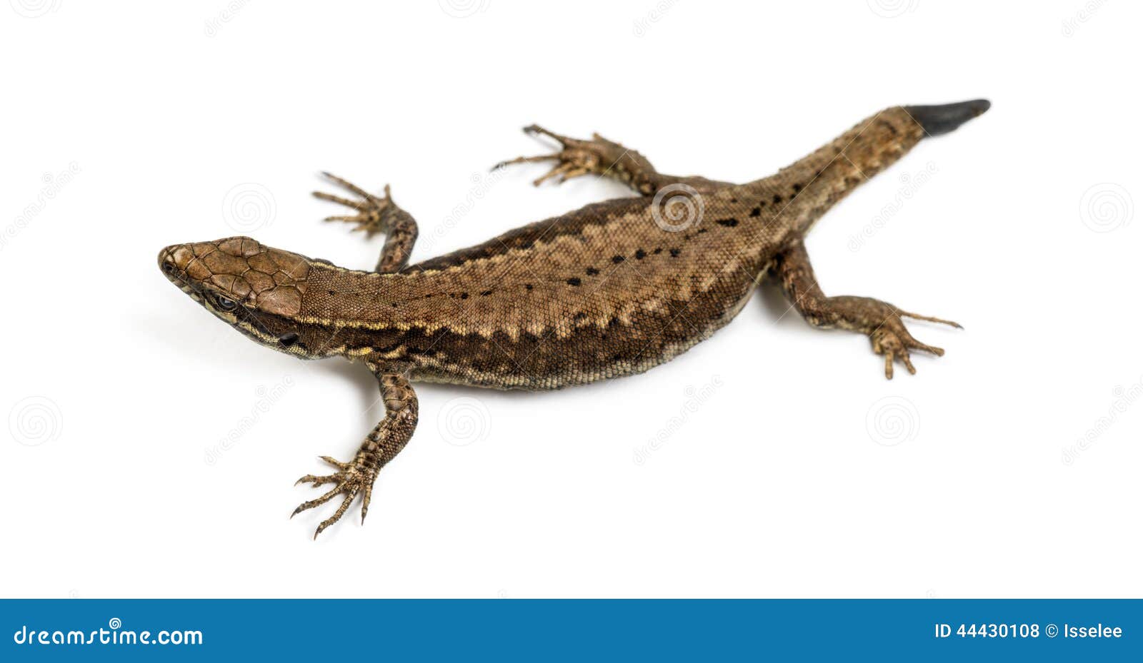 Top View Wall Lizard Its Tail Cut Stock Images - Download 6 Royalty ...