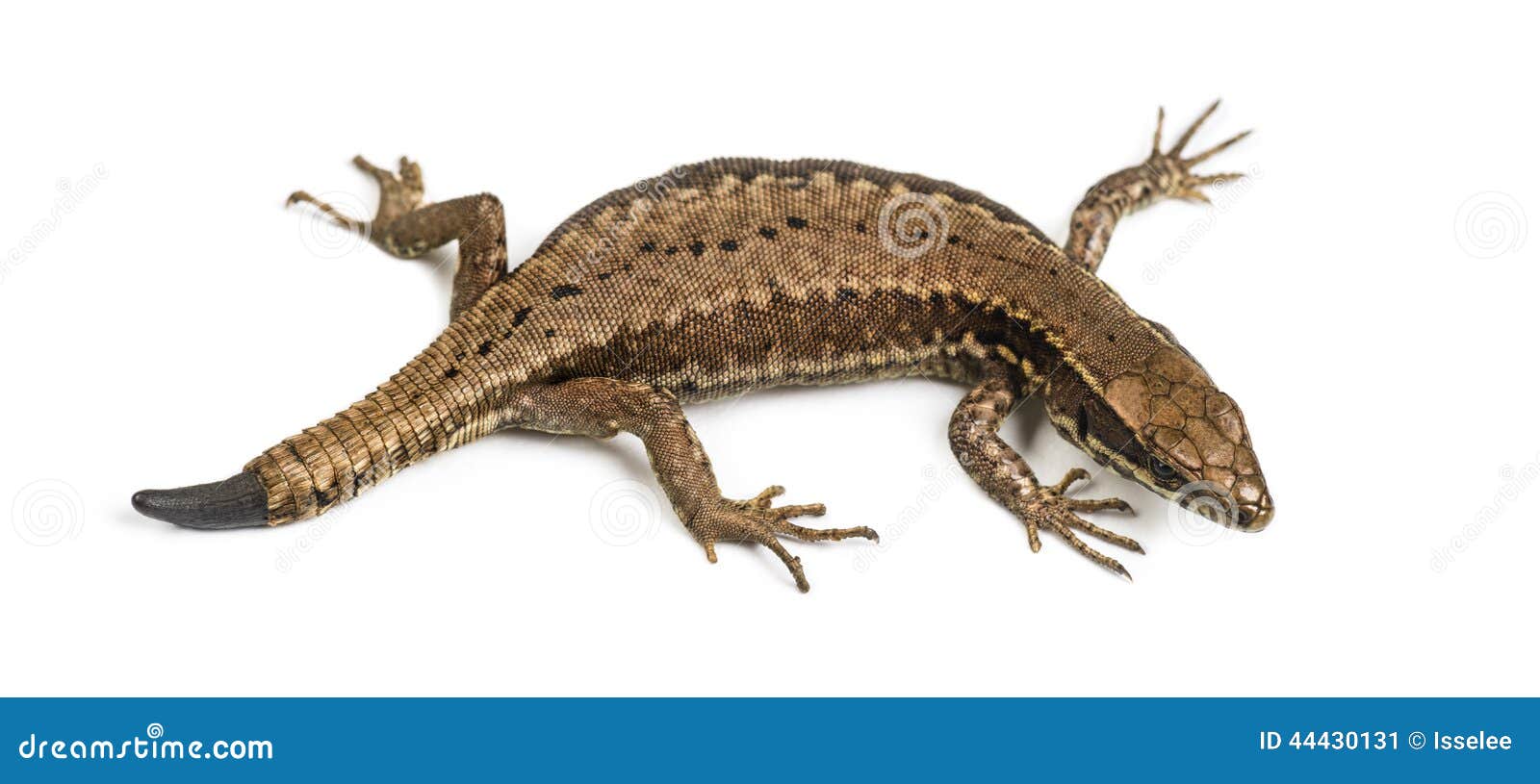 Top View of a Wall Lizard with Its Tail Cut Stock Image - Image of wall ...