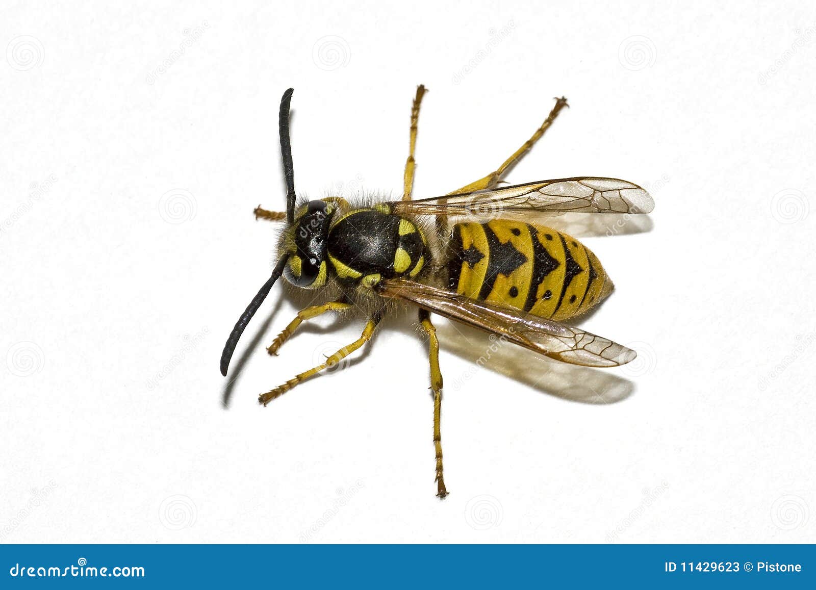 Top-View on a Wasp stock image. Image of back, detailed - 11429623