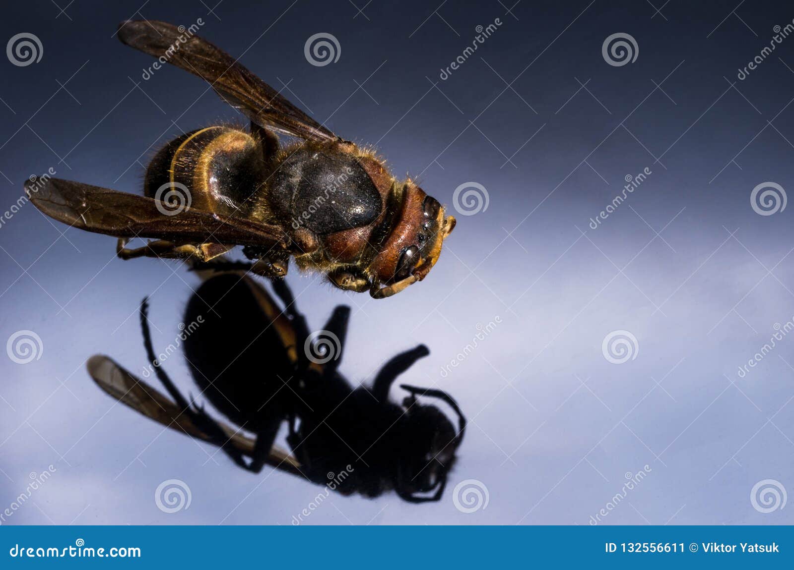 Top View Wasps. Macro Photo of an Insect Stock Image - Image of insect ...