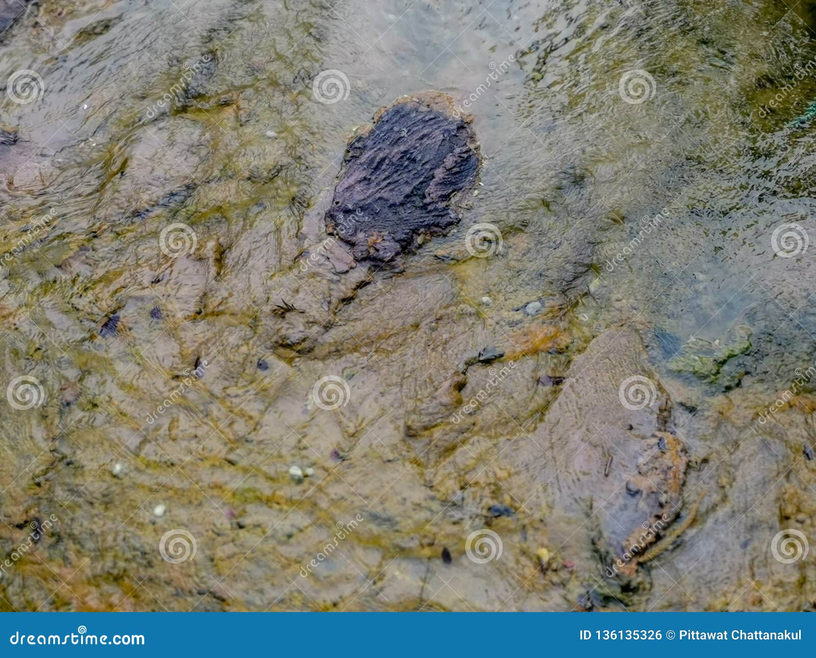 Top view of water flow. stock photo. Image of clear - 136135326