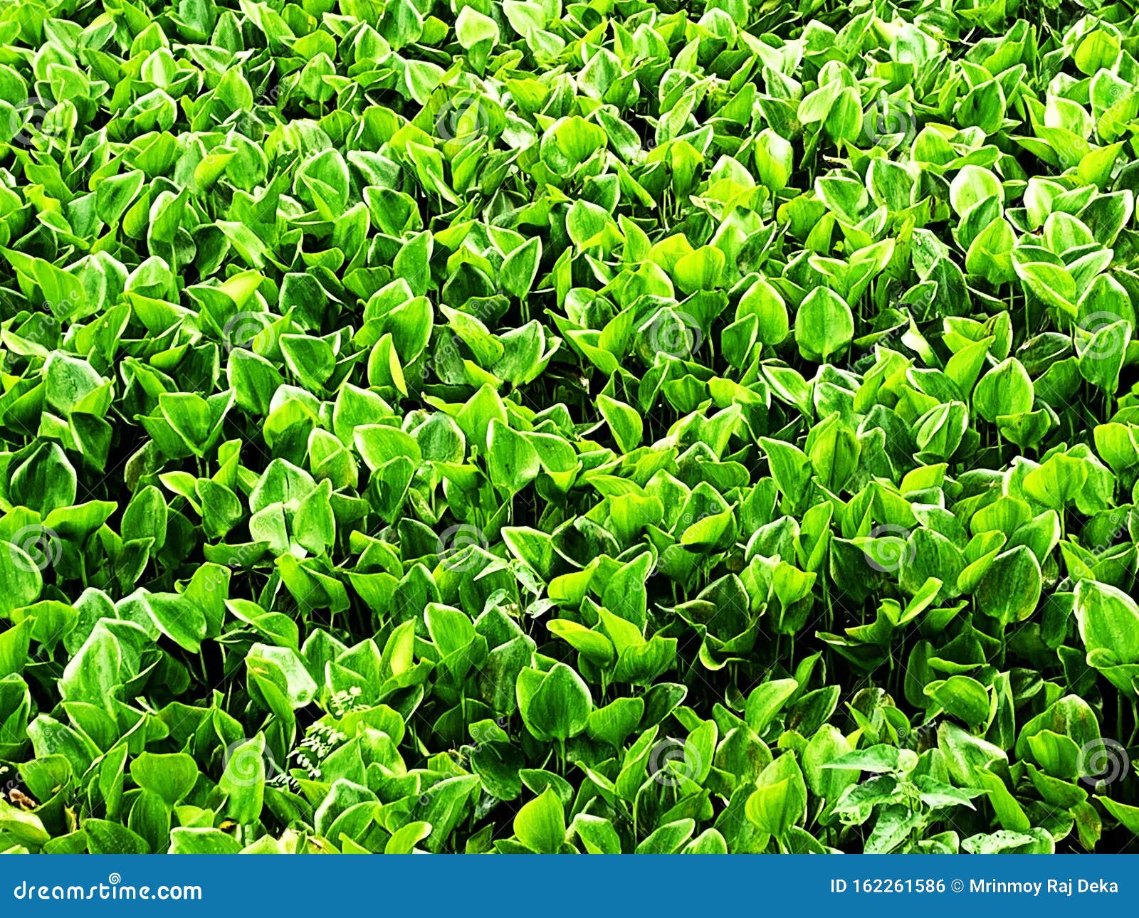 Top View of Water Lily Leaf Stock Photo - Image of objects, fresh ...