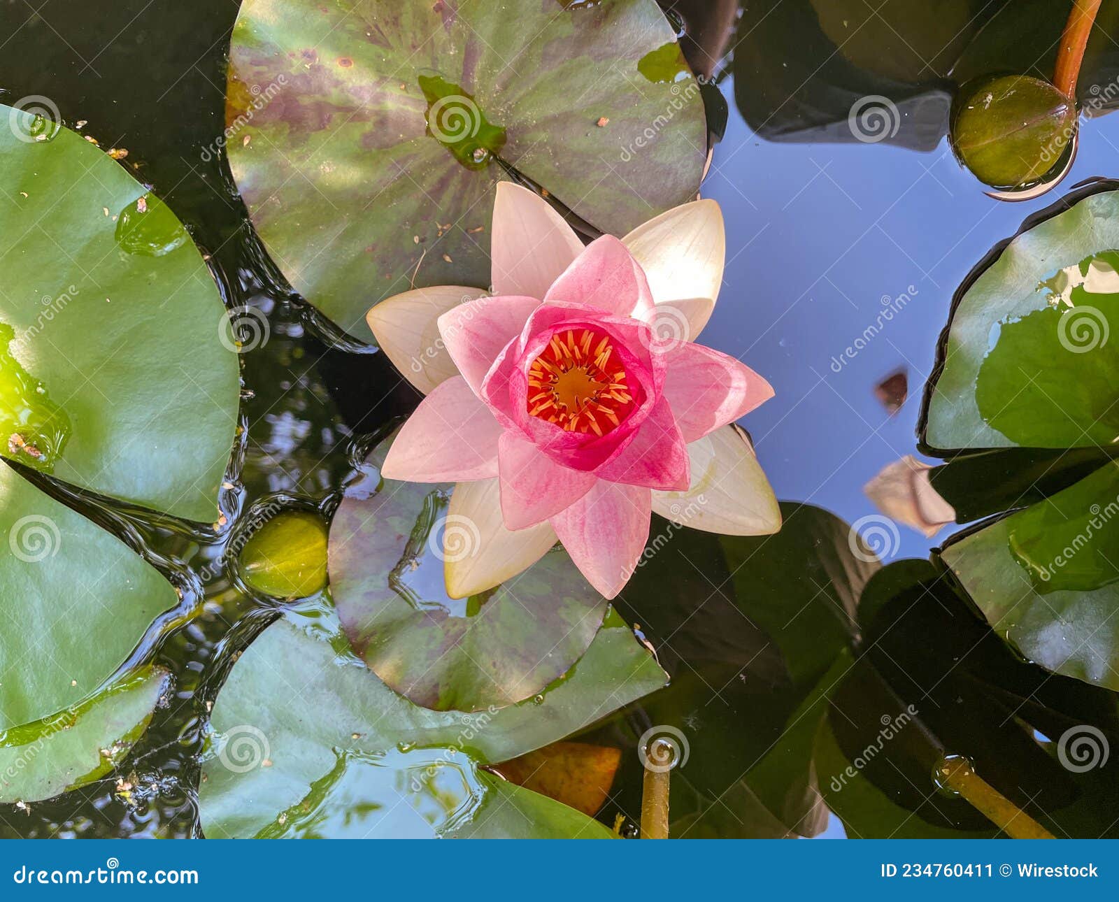Top View of Water Lily on the Water Surface. Stock Image - Image of ...