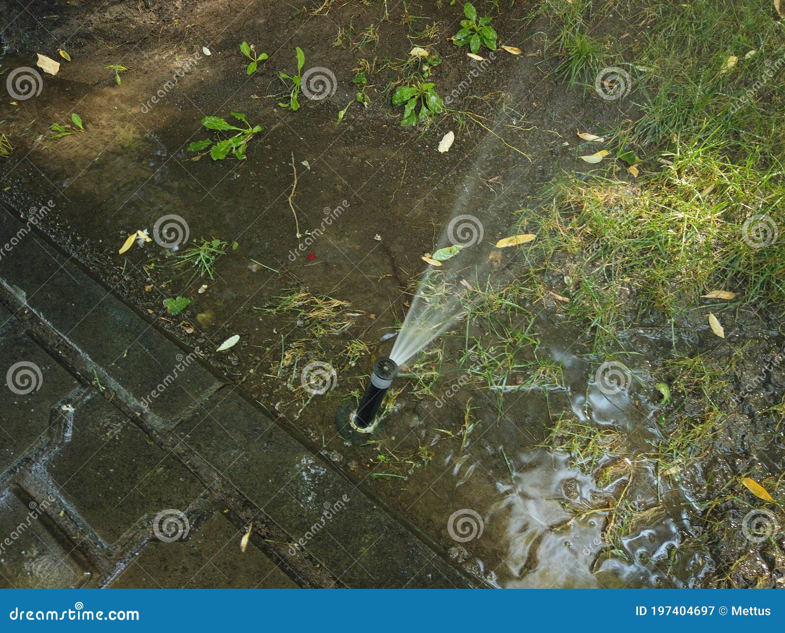 Top View of Watering System with Puddle about Stock Image - Image of ...