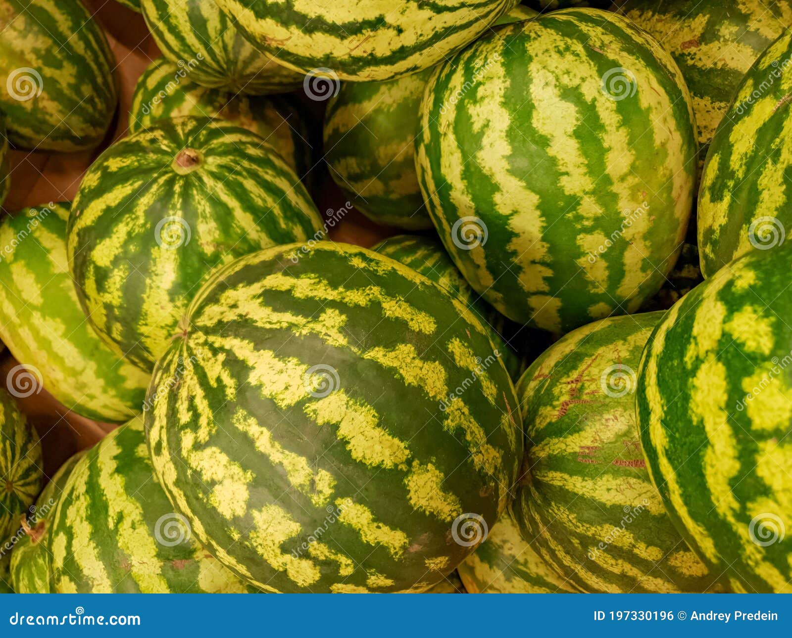 Top view watermelons stock photo. Image of collection - 197330196
