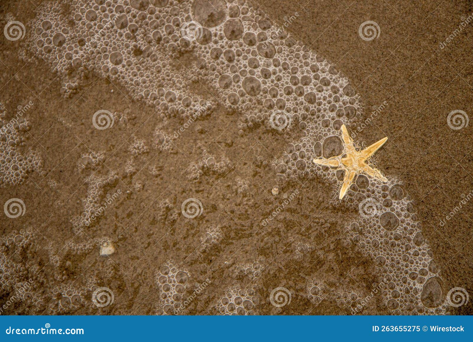 Top View of a Wave Covering a Starfish on a Shore Stock Image - Image ...