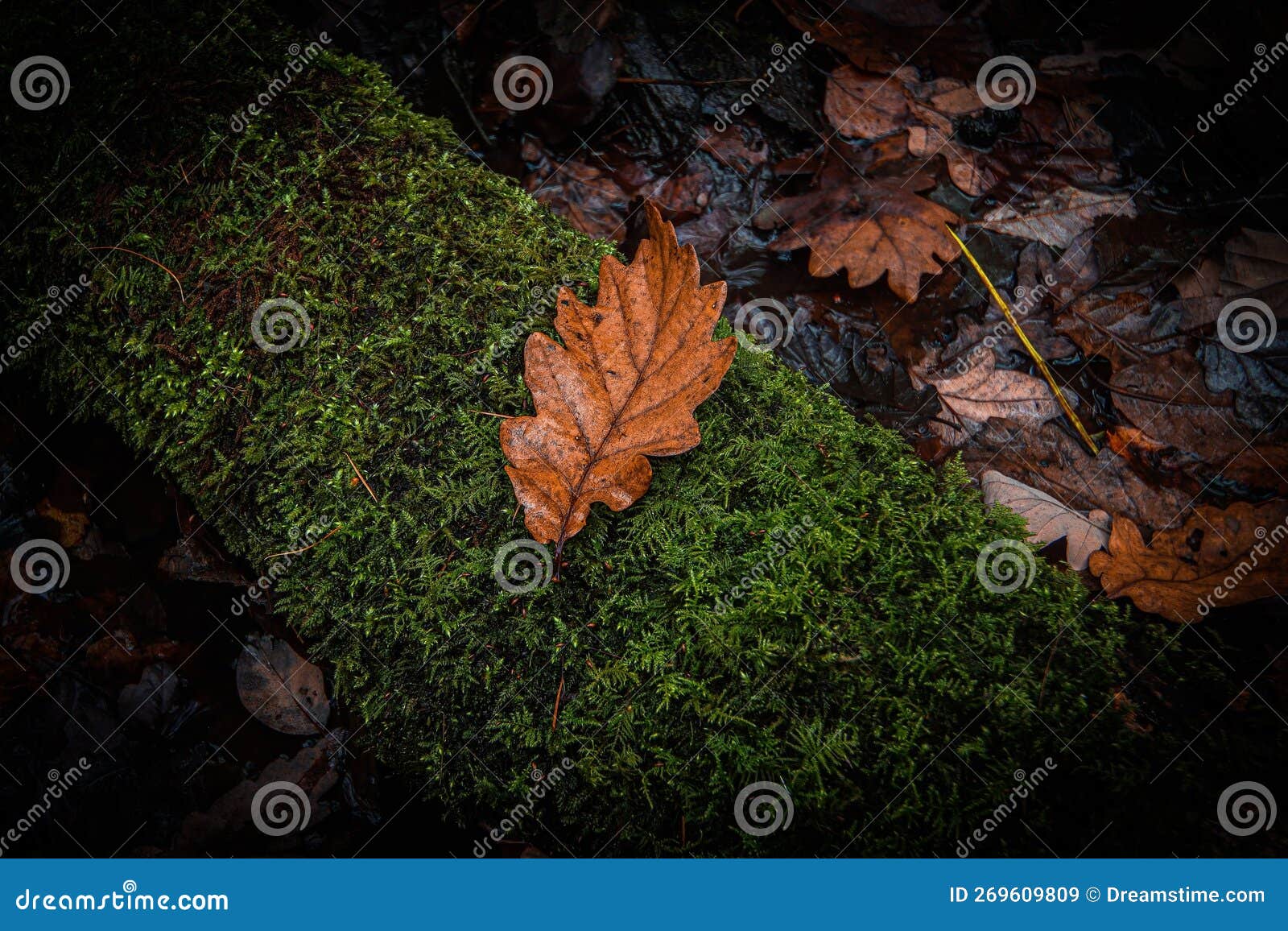 Top View of Wet Fallen Oak Leaf on Green Mossy Log in the Forest Stock ...