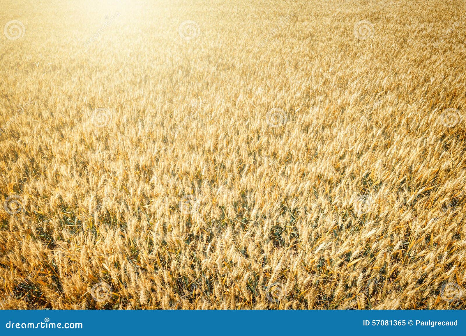 Top View of Wheat Field at Harvest Stock Image - Image of autumn, field ...