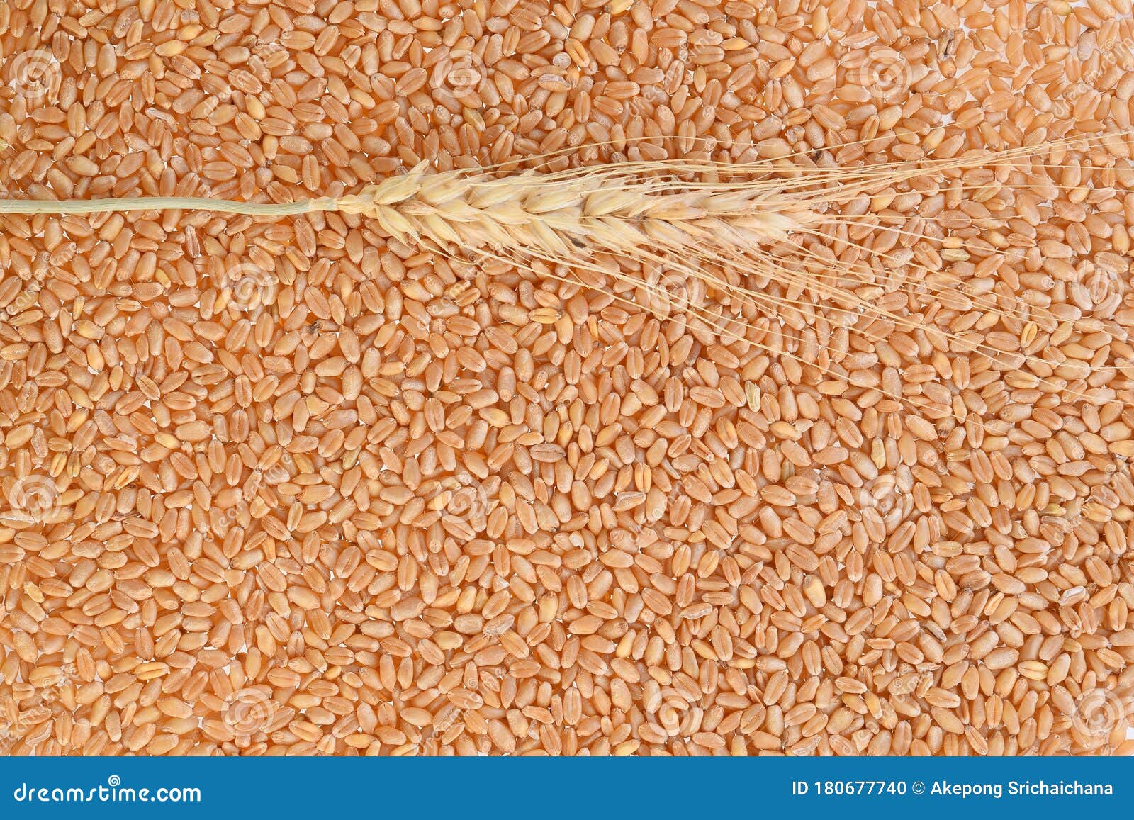 Top View of Wheat Grain Background Stock Photo - Image of seed ...