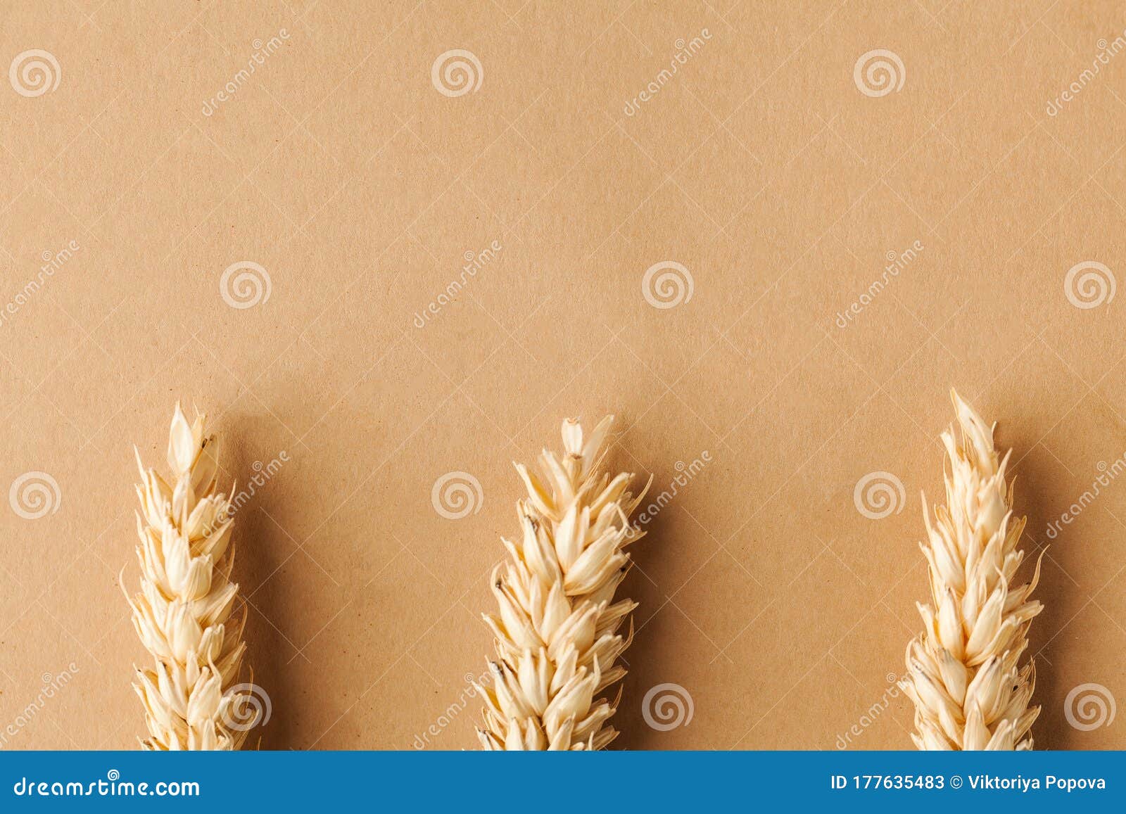 Top View of Wheat Spikelets. Flat Lay. Minimal Organic Concept with ...