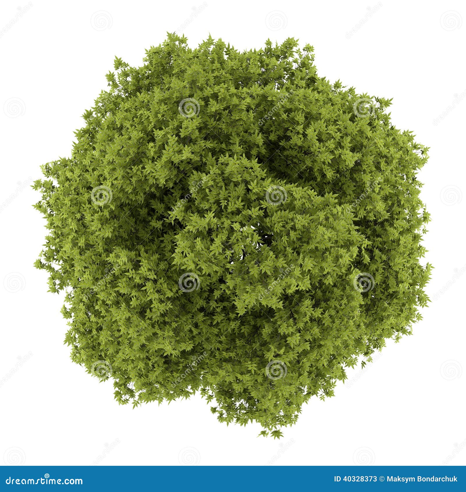 Top View of White Ash Tree Isolated on White Stock Illustration ...