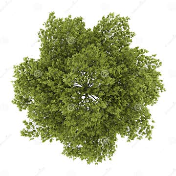 Top View of White Ash Tree Isolated on White Stock Illustration ...