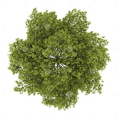 Top View of White Ash Tree Isolated on White Stock Illustration ...
