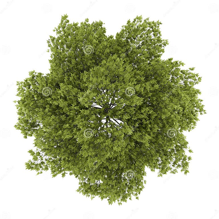 Top View of White Ash Tree Isolated on White Stock Illustration ...