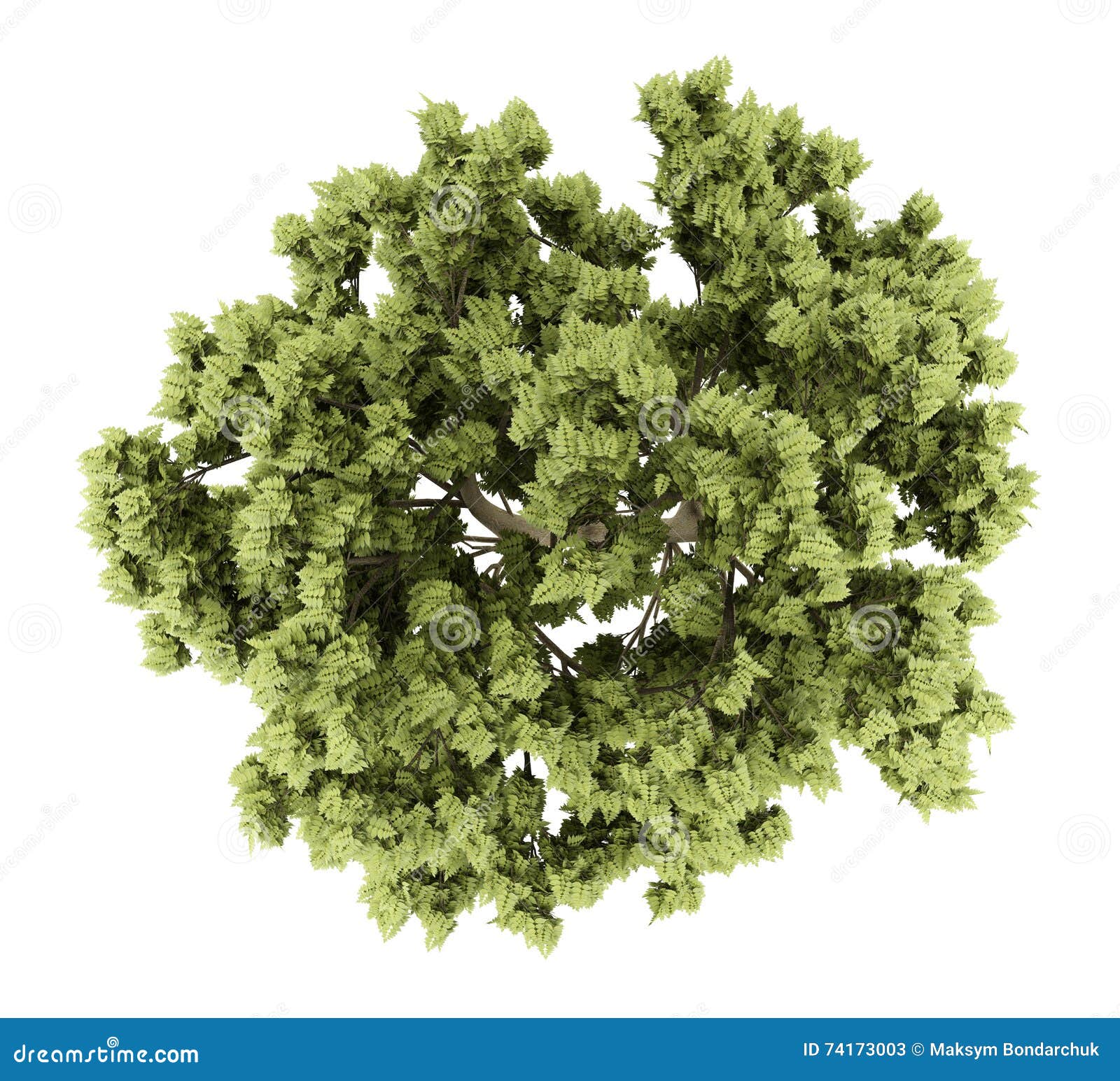 Top View of White Ash Tree Isolated on White Stock Illustration ...