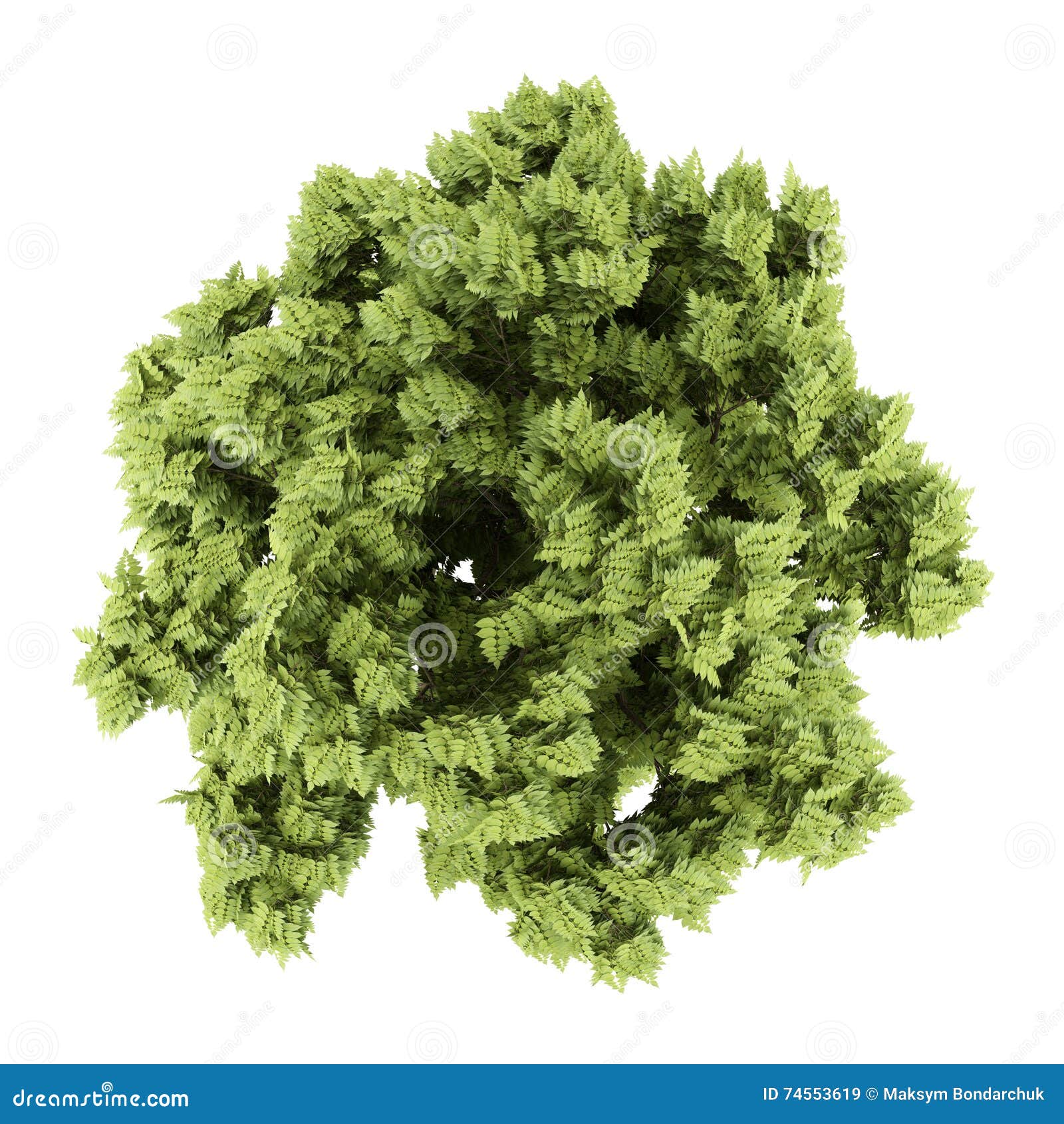 Top View of White Ash Tree Isolated on White Stock Illustration ...