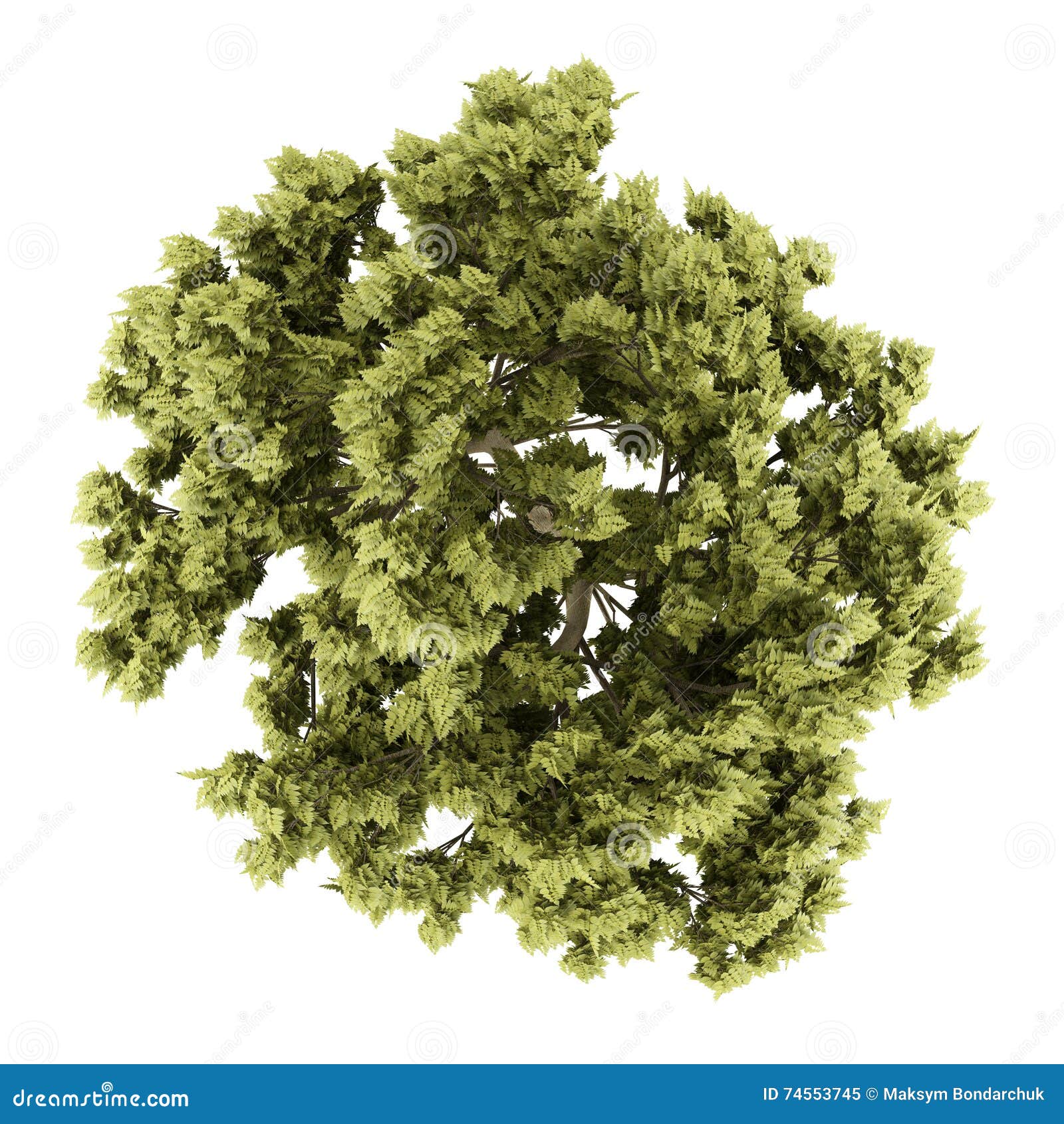 Top View of White Ash Tree Isolated on White Stock Illustration ...
