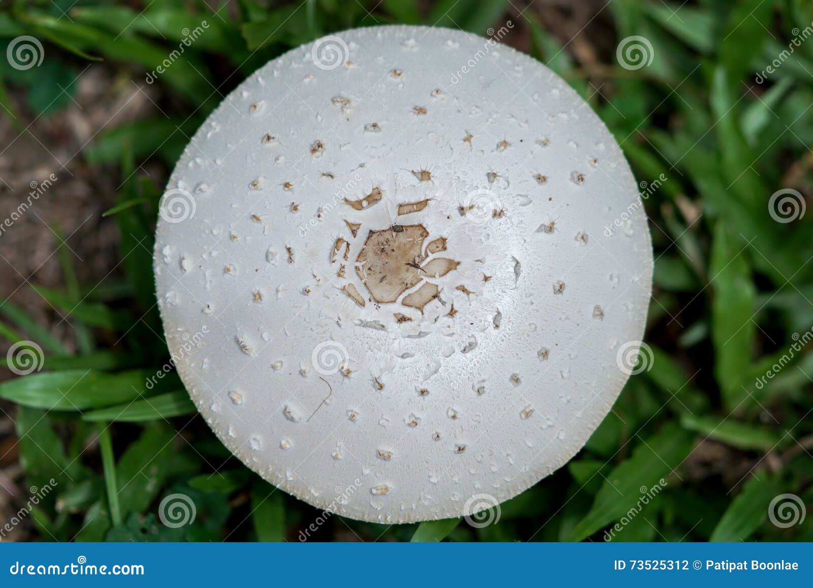 Top View of White Circular Mushroom Stock Photo - Image of organic ...