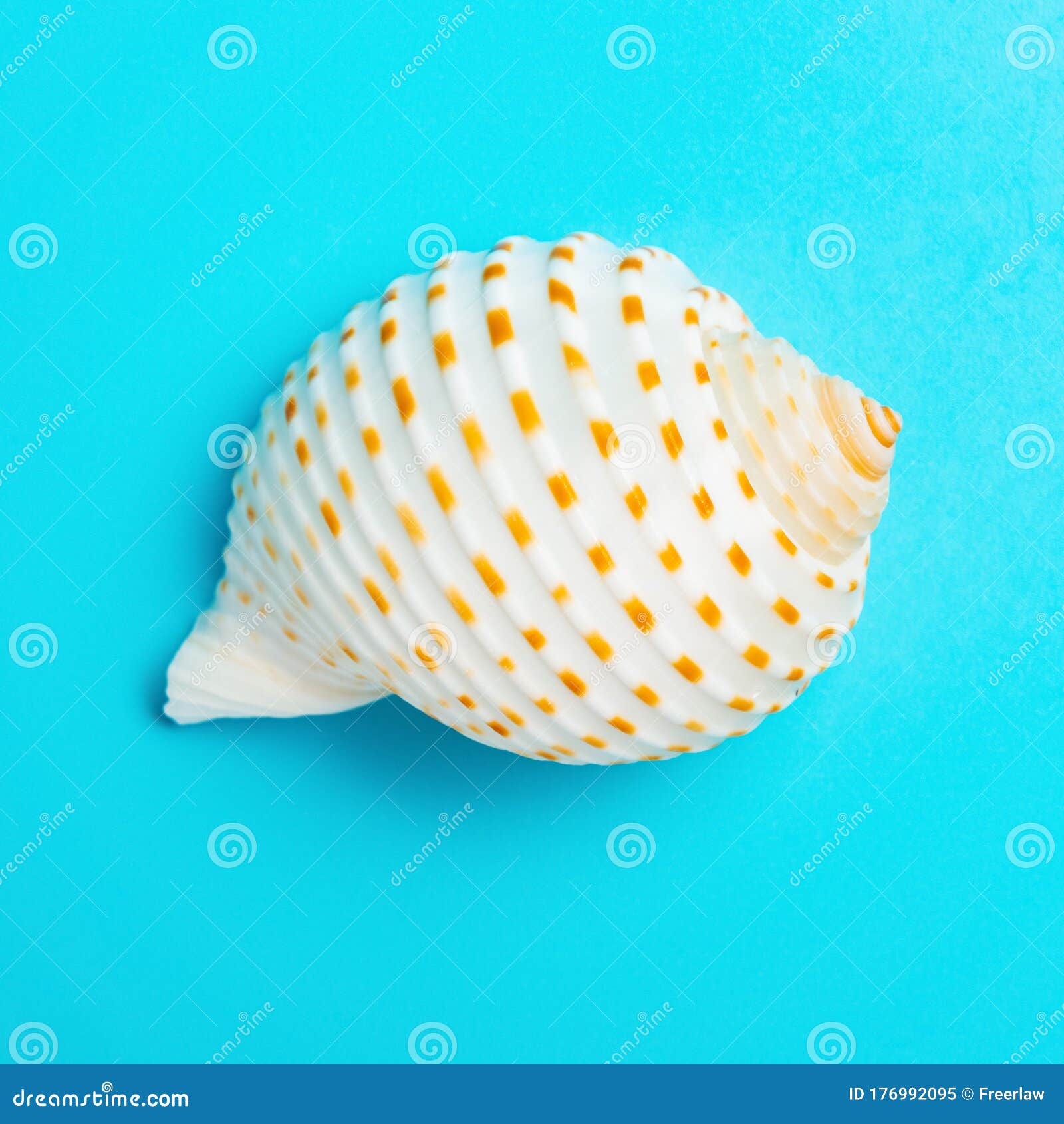 White Color Conch Shell on a Blue Background Stock Image - Image of ...