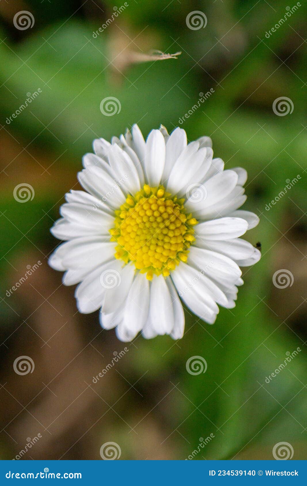 Top View of White Daisy Flower in the Garden Stock Photo - Image of ...