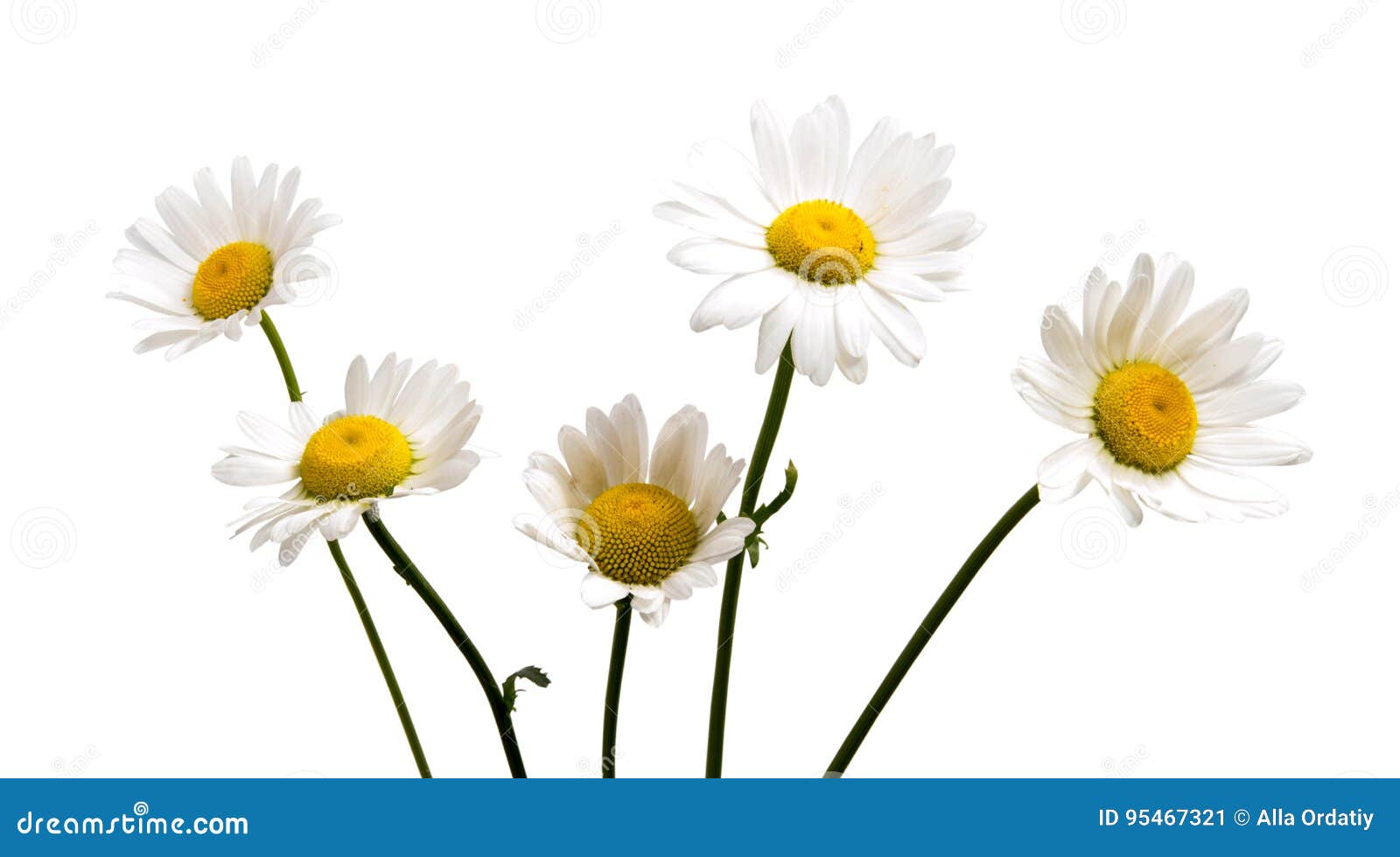 Top View of a White Daisy Isolated on a White Stock Image - Image of ...