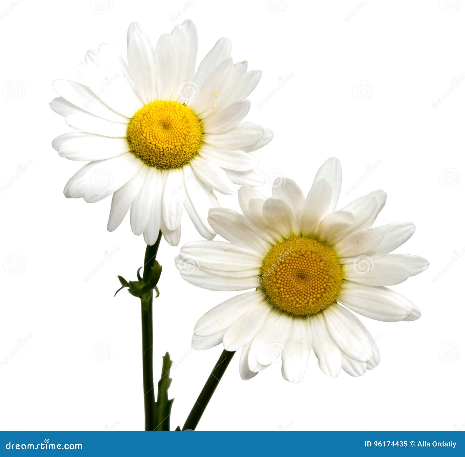 Top View of a White Daisy Isolated on a White Stock Image - Image of ...