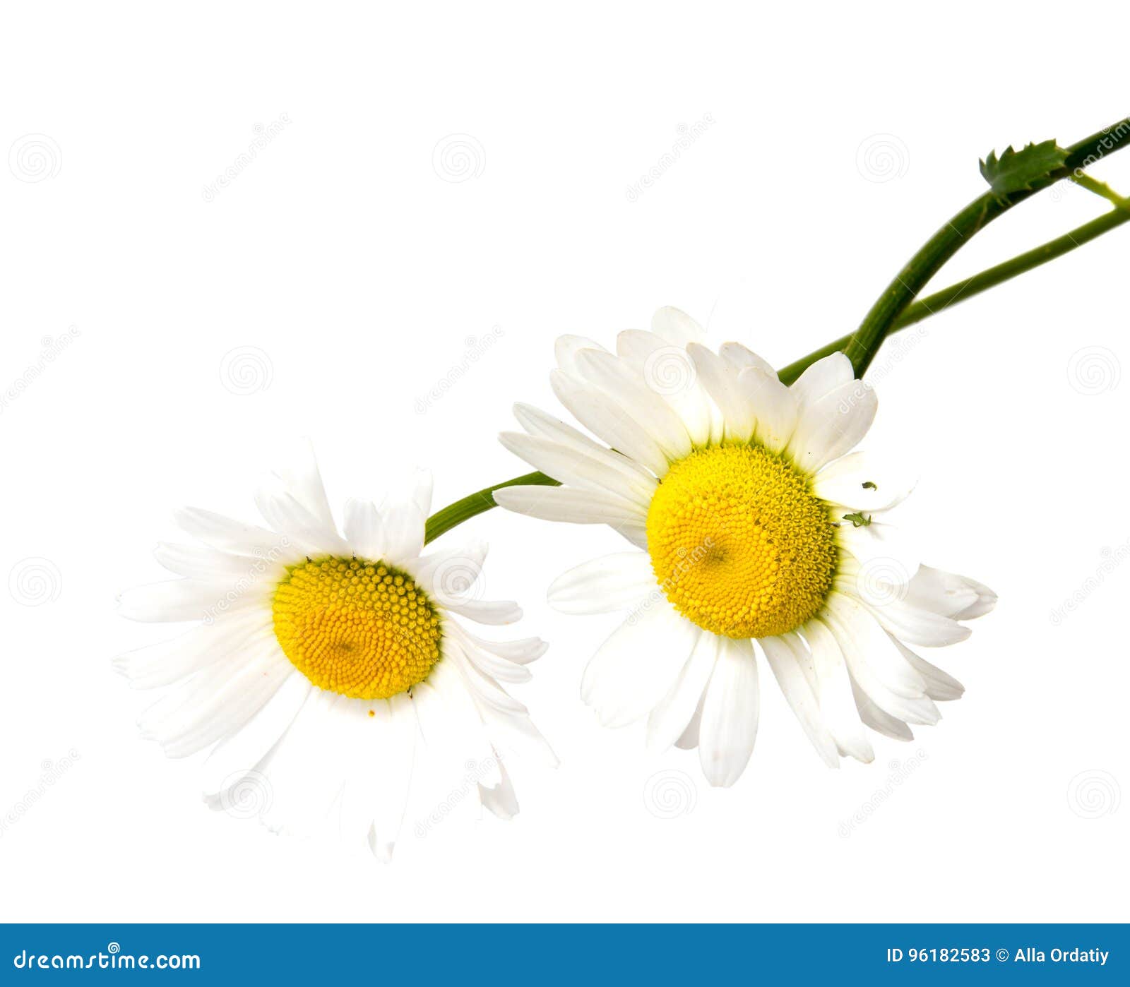 Top View of a White Daisy Isolated on a White Stock Image - Image of ...