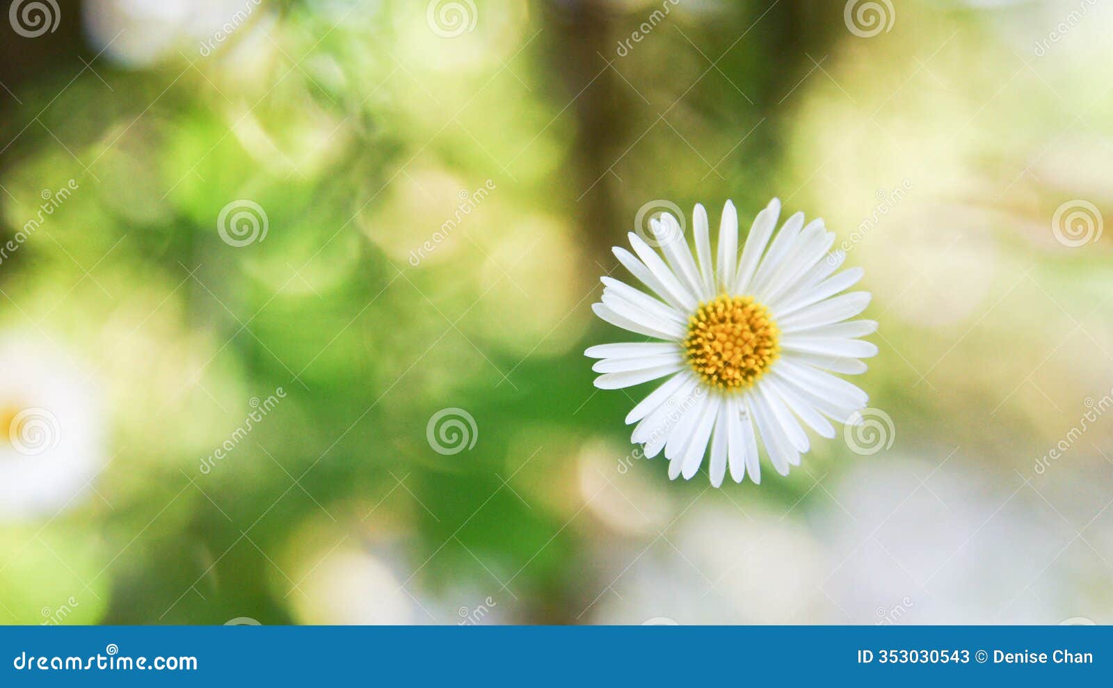 Top view of White daisy stock image. Image of daisies - 353030543