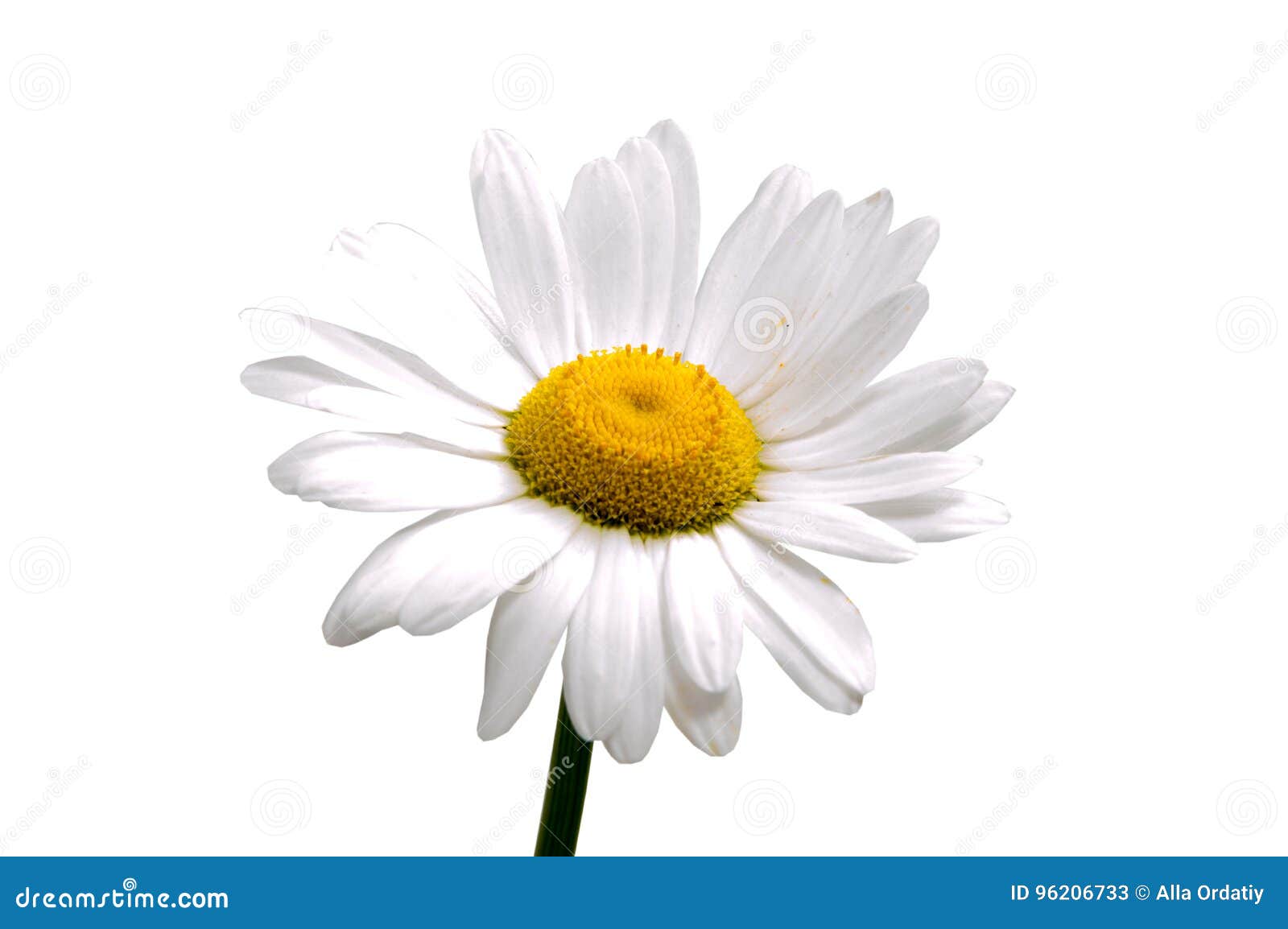 Top View of a White Daisy on a White Stock Image - Image of park ...