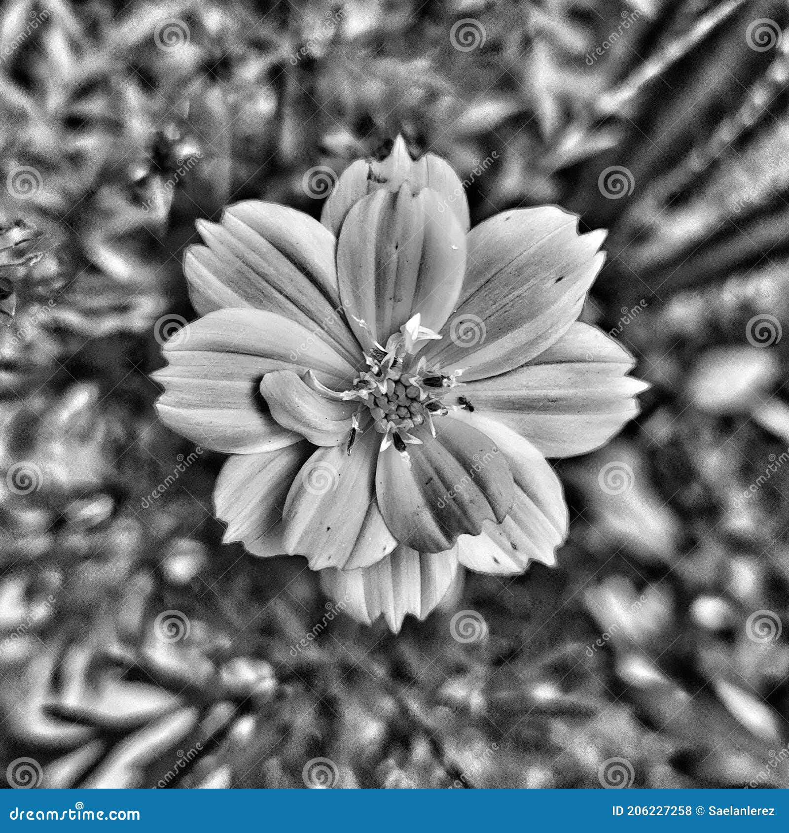 Top View White Flower in the Garden Stock Photo - Image of flower ...