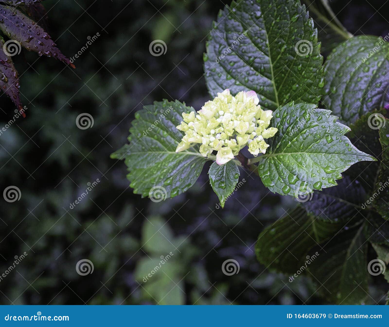 Top View of White Hydrangea Flower Stock Image - Image of black, close ...