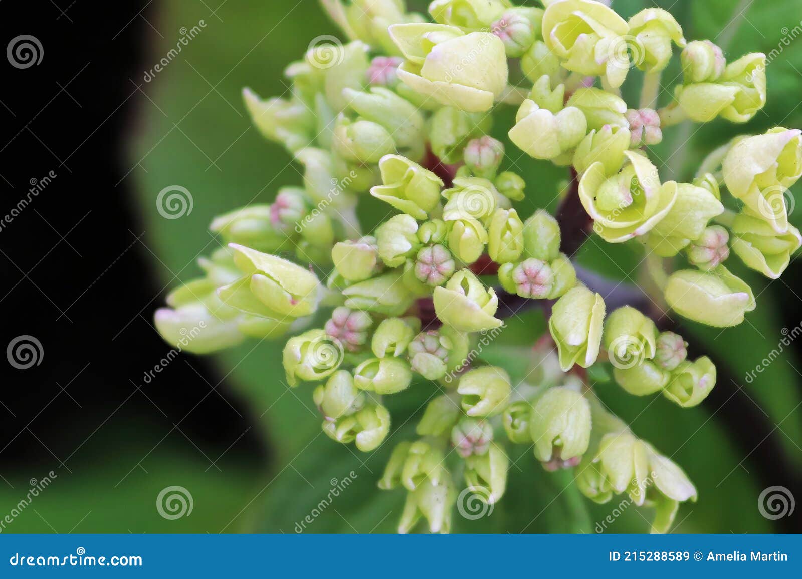 Top View of White Hydrangea Flowers Opening Stock Image - Image of ...