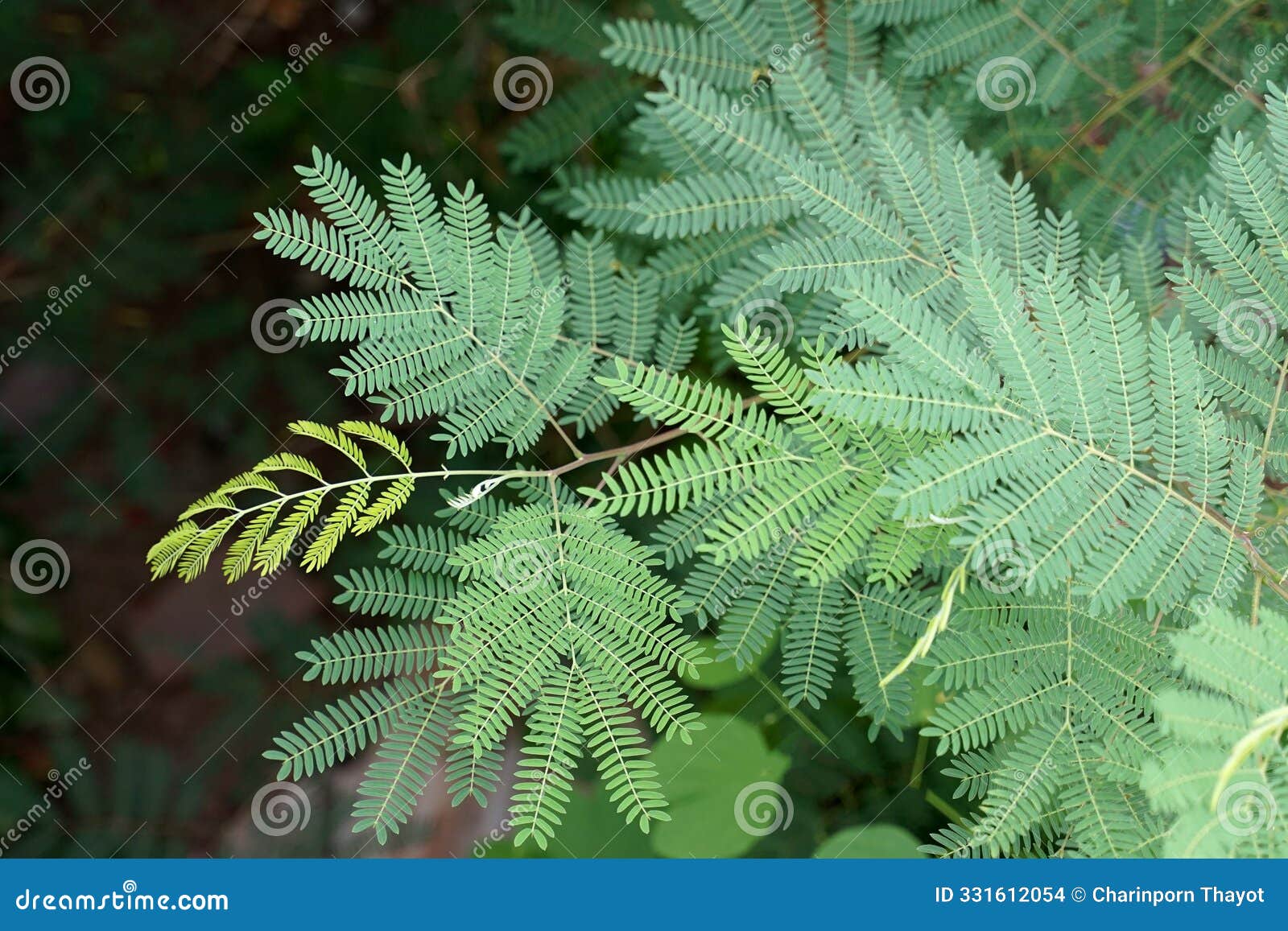Top View of White Popinac Leaves Has Double Feathered Compound Leaves ...