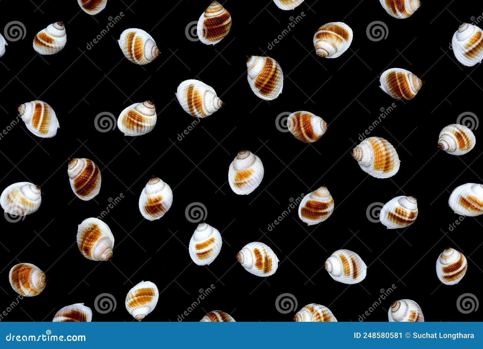 Top View of White Shells from Different Angles Stock Image - Image of ...