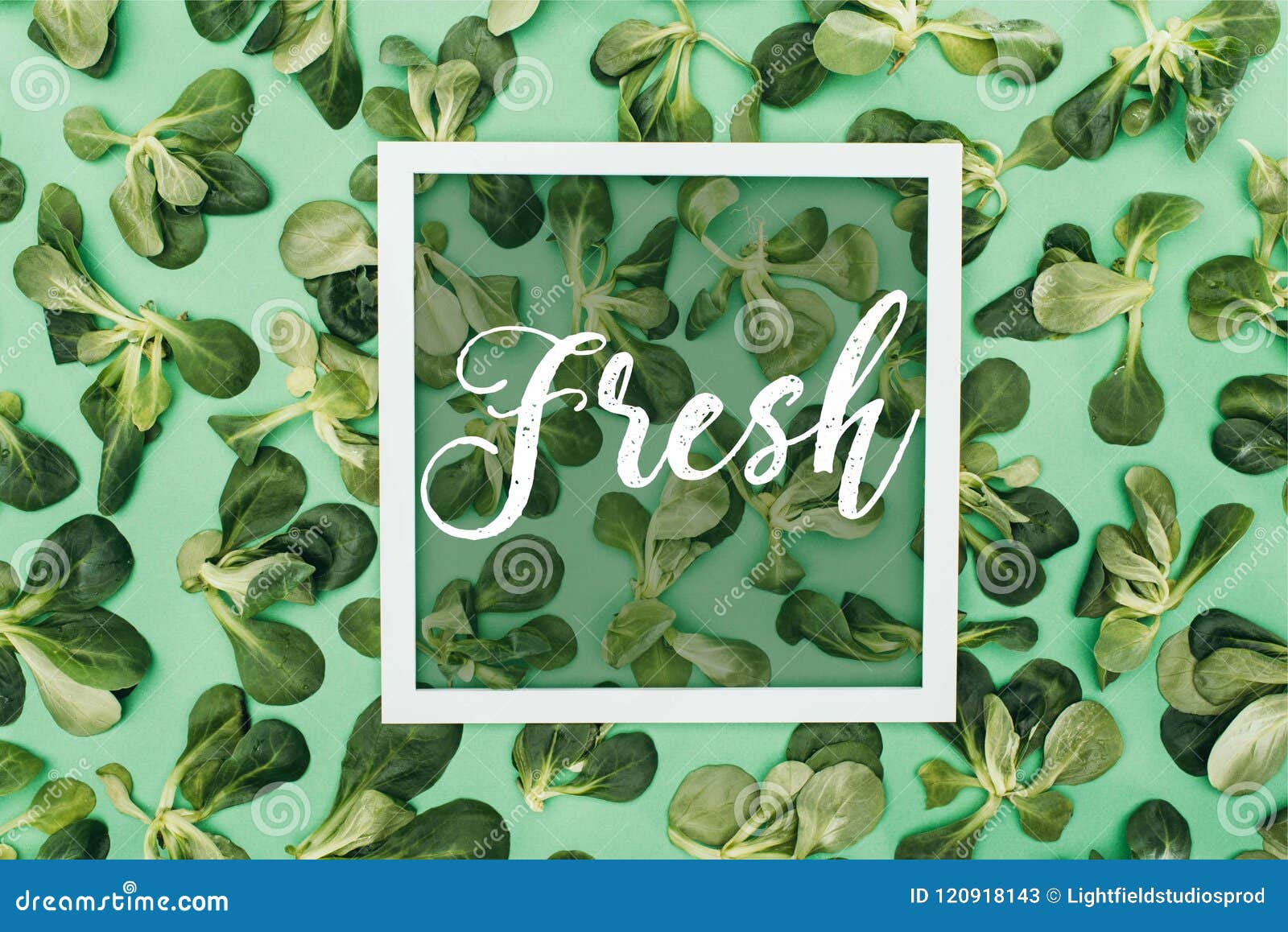 Top View of White Square Frame with Word Fresh and Beautiful Fresh ...