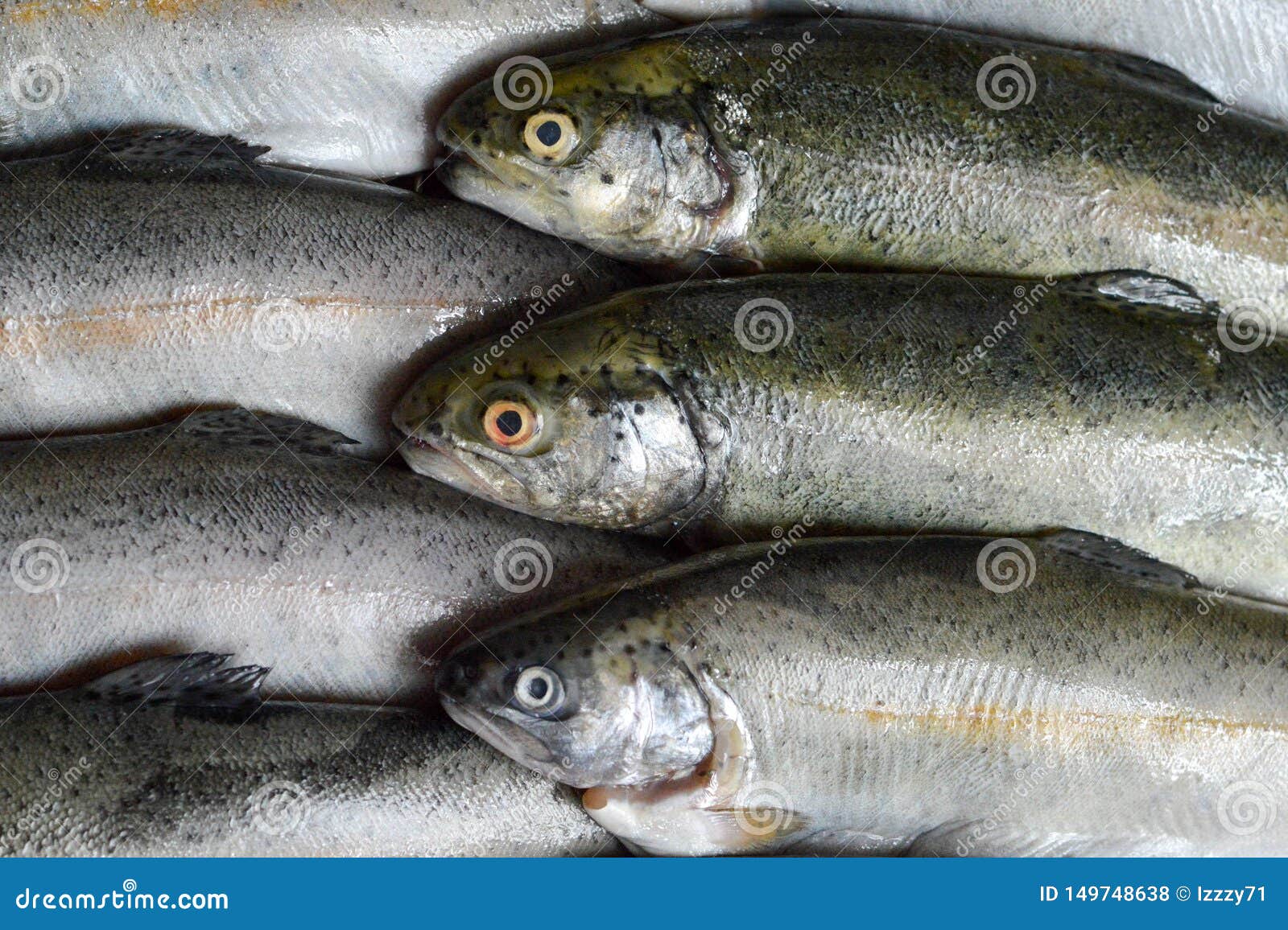 Whole fresh trout fish stock photo. Image of seafood - 149748638