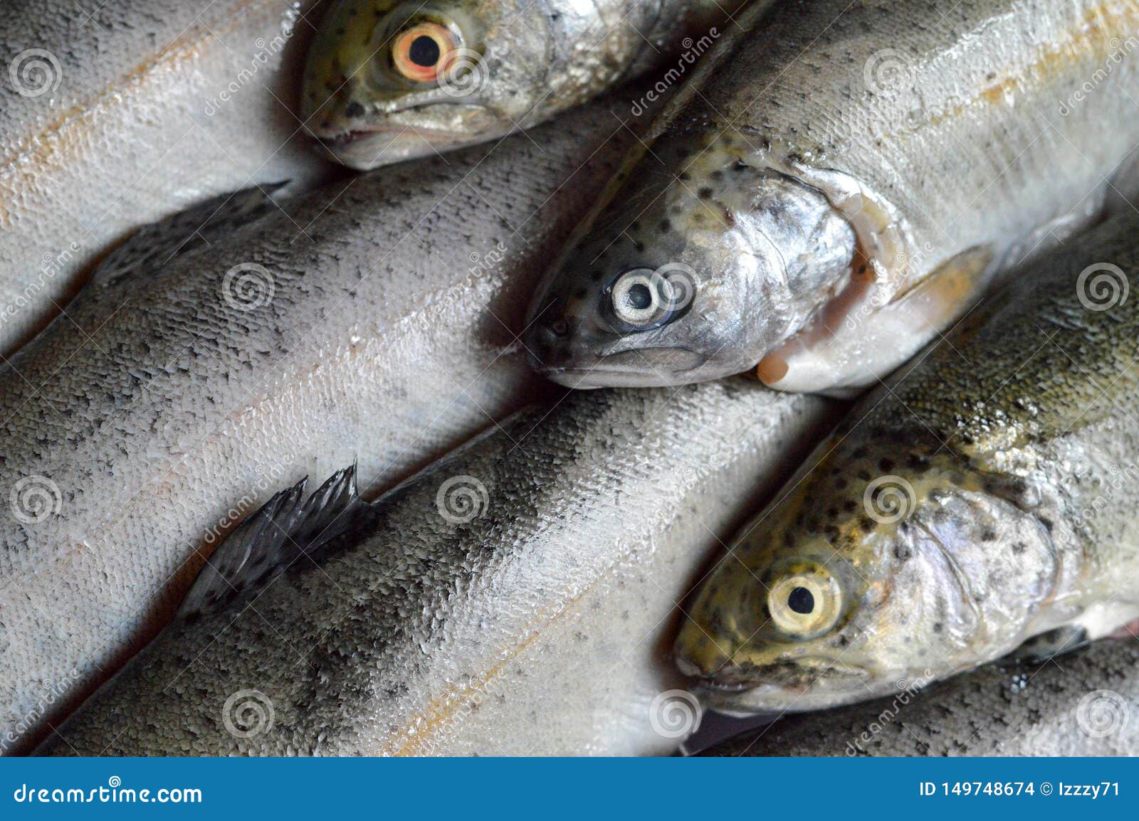 Whole raw trout fish stock photo. Image of healthy, close - 149748674