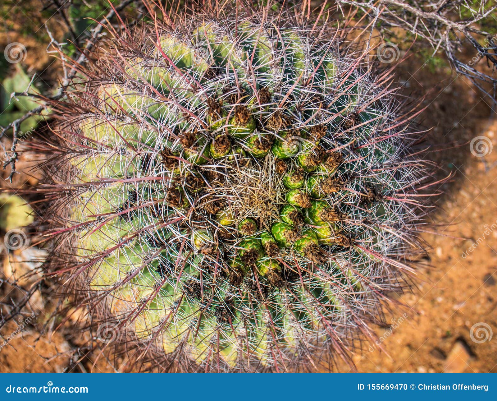 The Top View of Wild Growing Cactus. Stock Photo - Image of collection ...