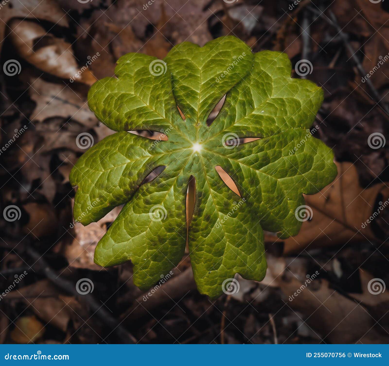 Wild Mandrake, Or Asian Mayapple Plant With Flowers And Leaves Royalty ...