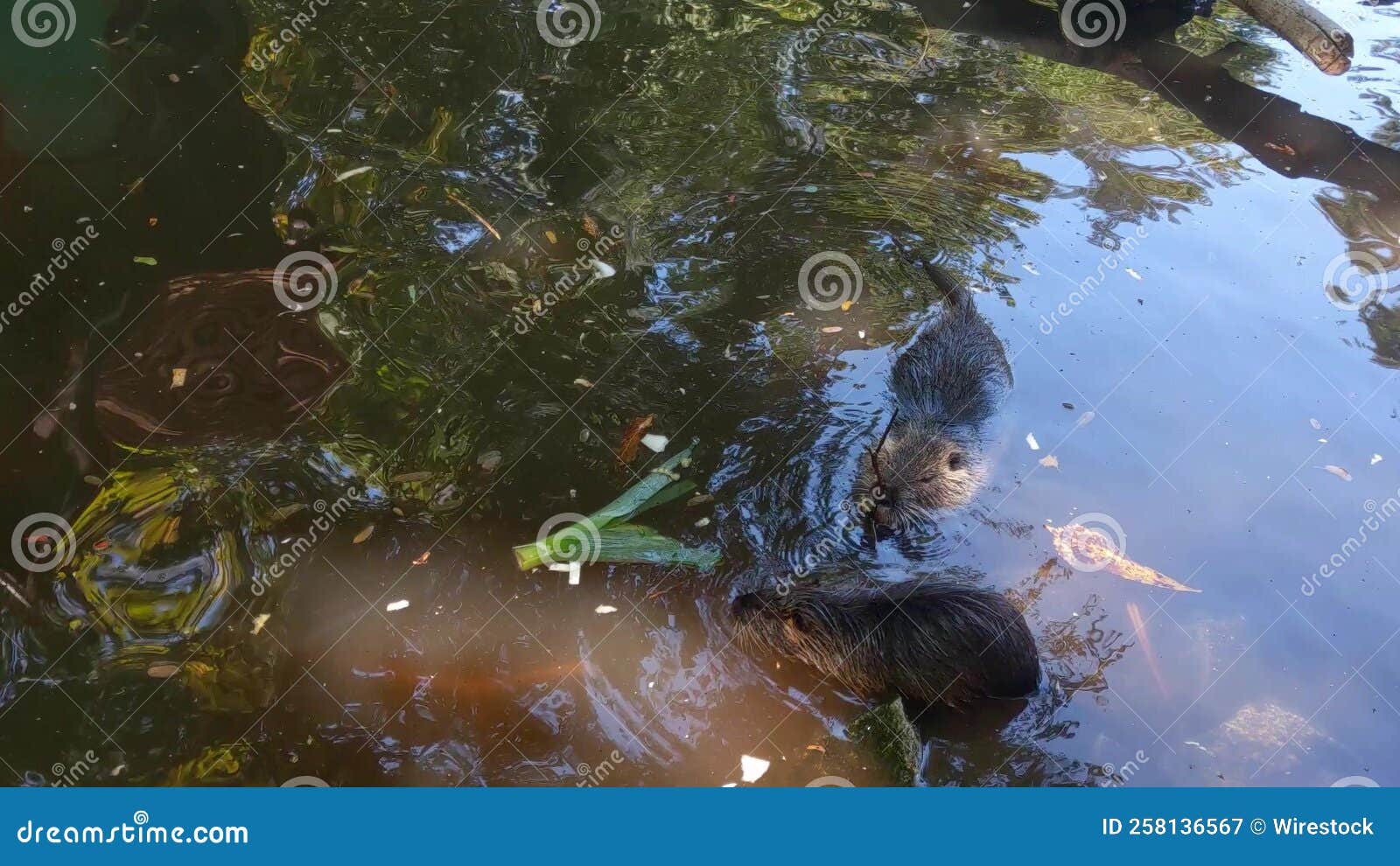 Top View of Wild Otters, Nutria in the Pond Stock Image - Image of ...