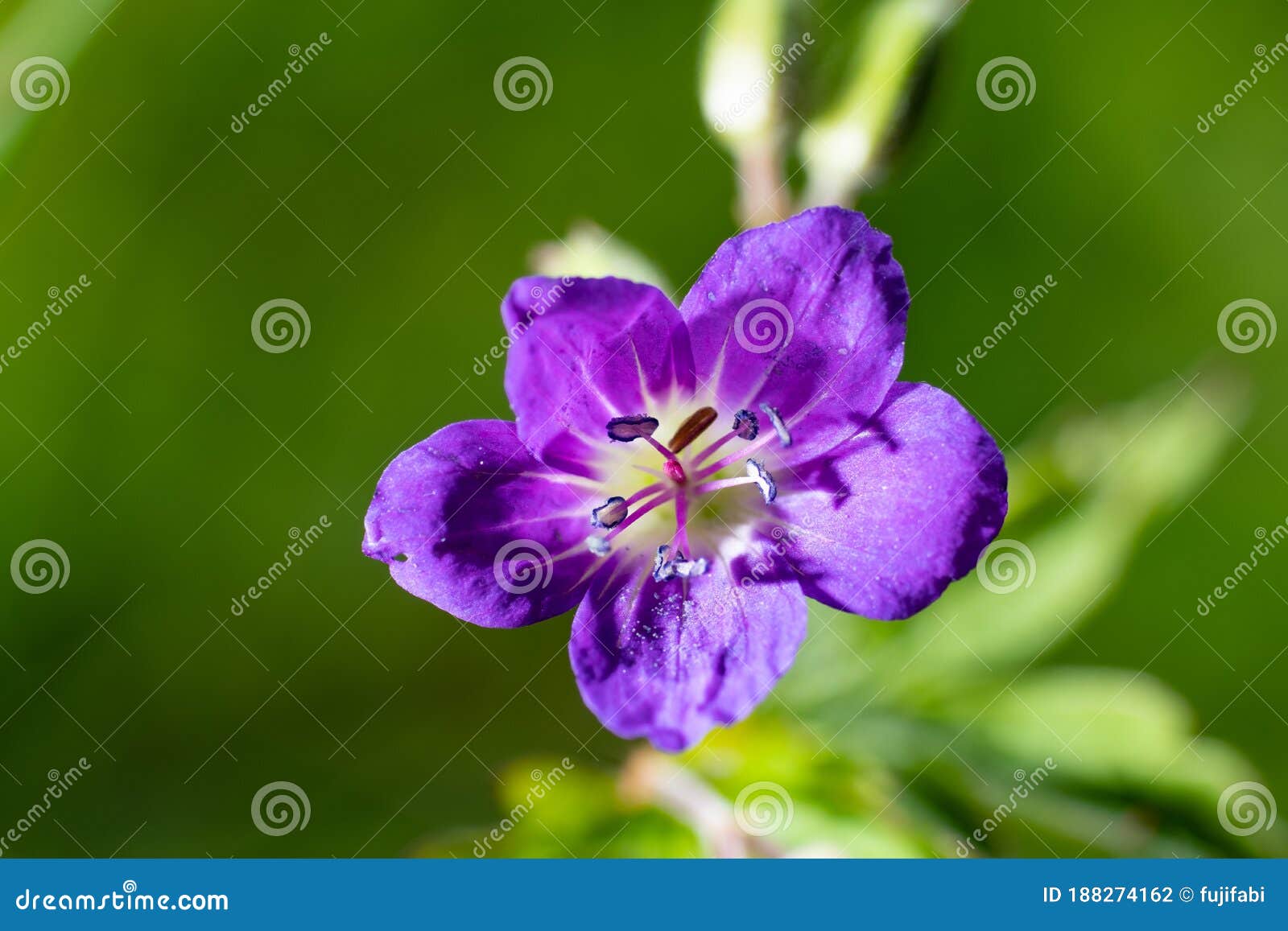Top View of a Wild Purple Flower Stock Photo - Image of europa, botany ...