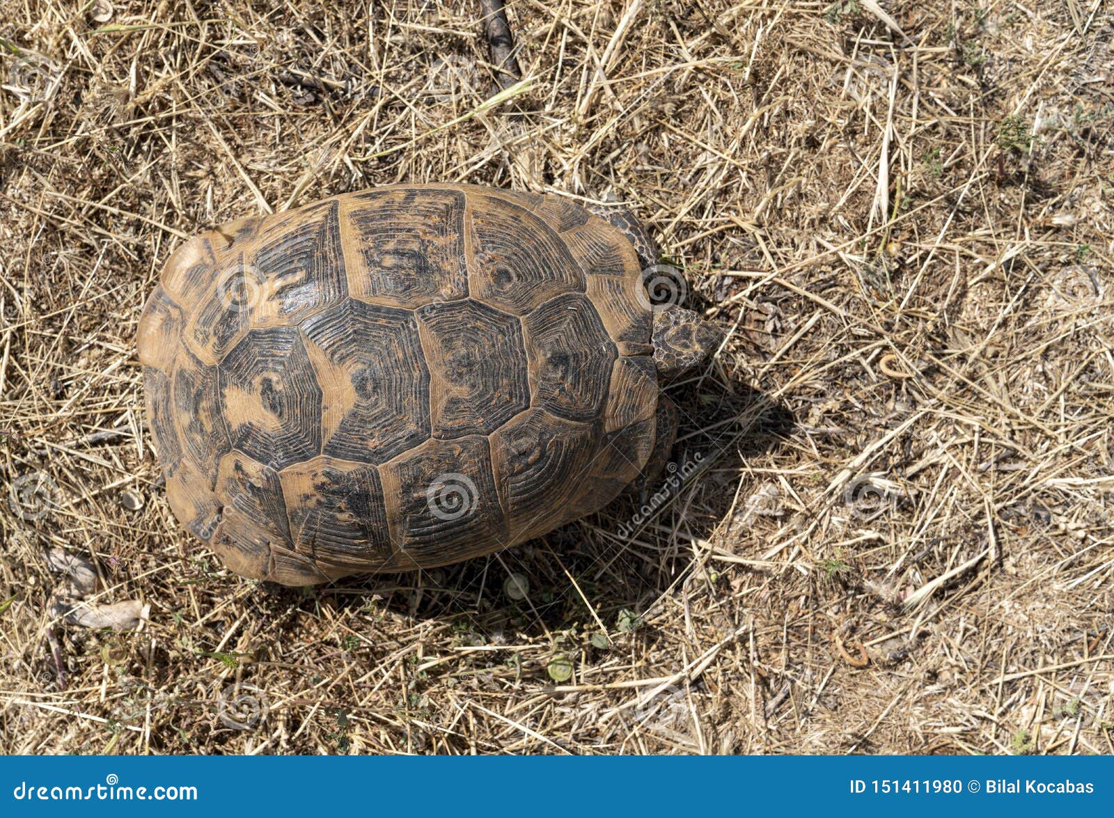 A Top View of Wild Tortoise Roaming Freely in Central Turkey Stock ...