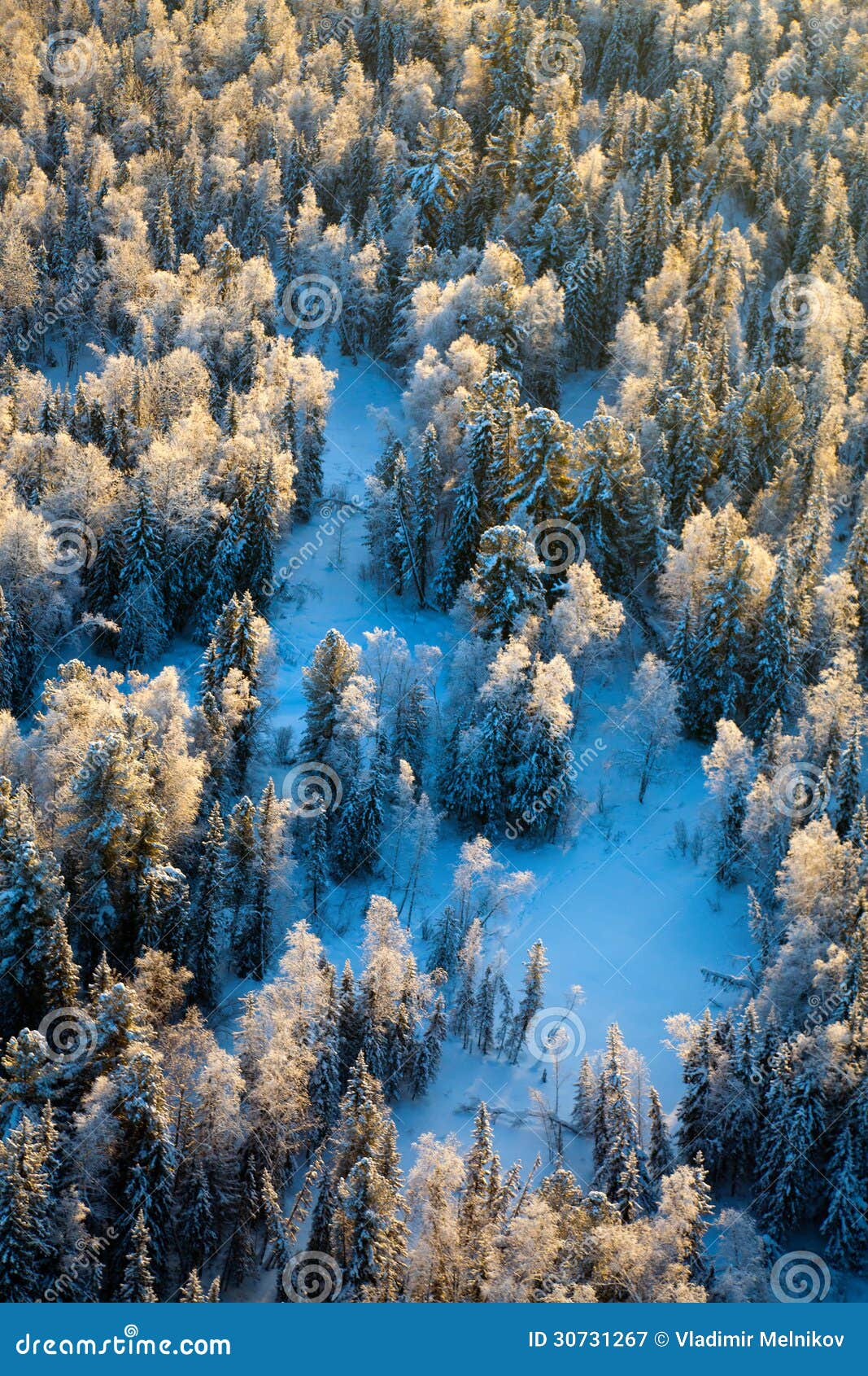 Top view of winter forest stock image. Image of tree - 30731267