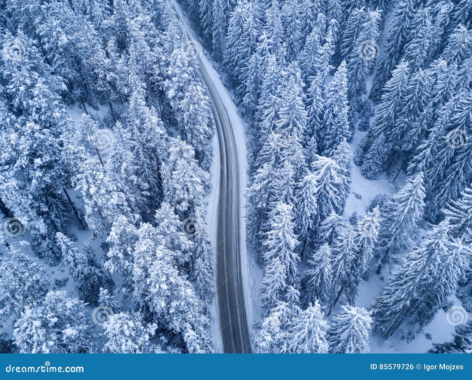View Of Winter Snowy Oak Forests. You Walk Through A Medieval ...