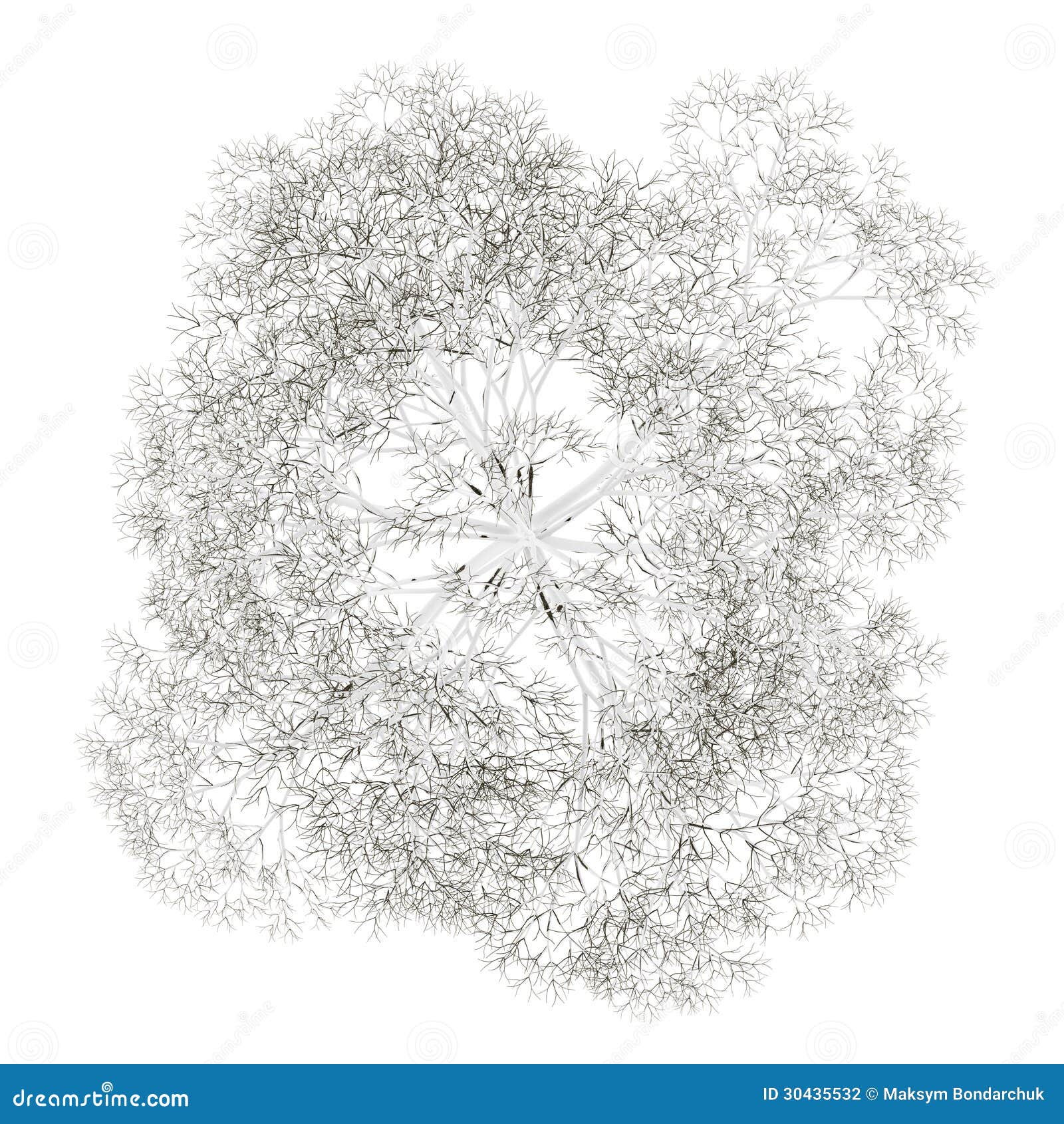 Top View of Winter Norway Maple Tree Isolated on White Stock ...