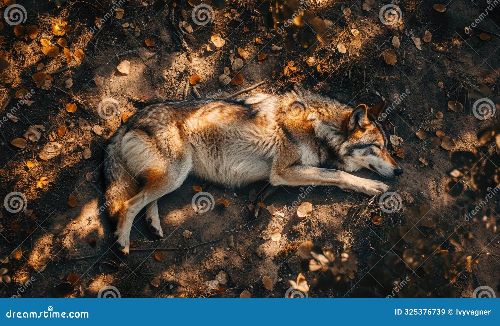 Top View of a Wolf Lying in the Shade Stock Image - Image of nature ...