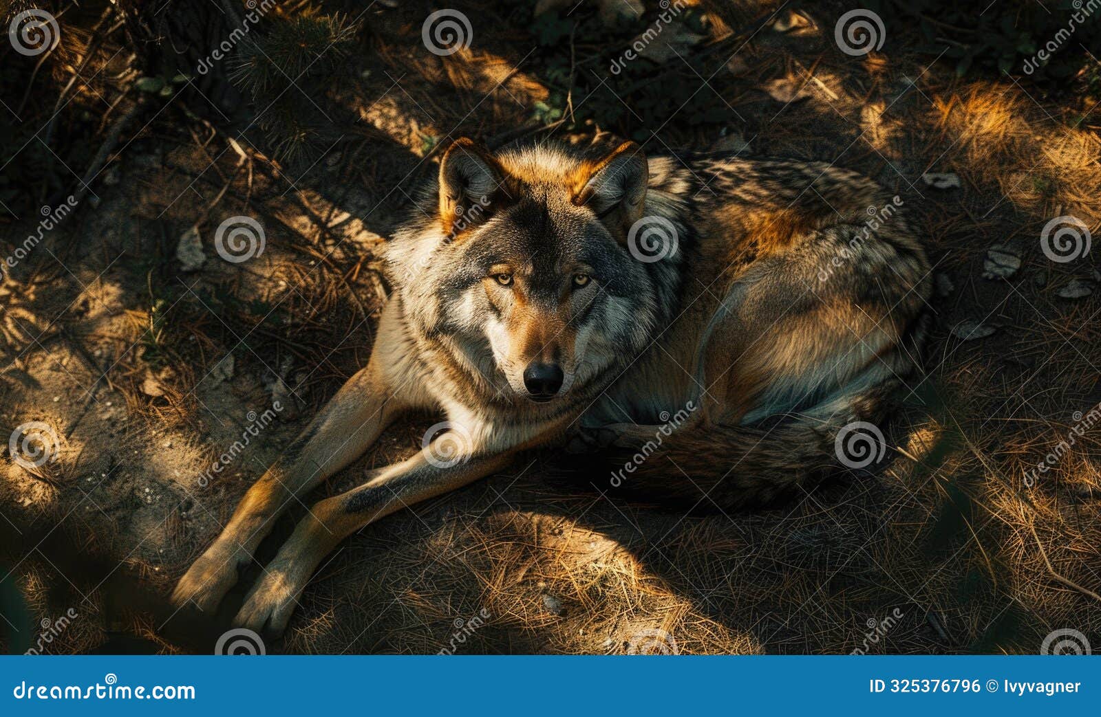 Top View of a Wolf Lying in the Shade Stock Photo - Image of canis ...